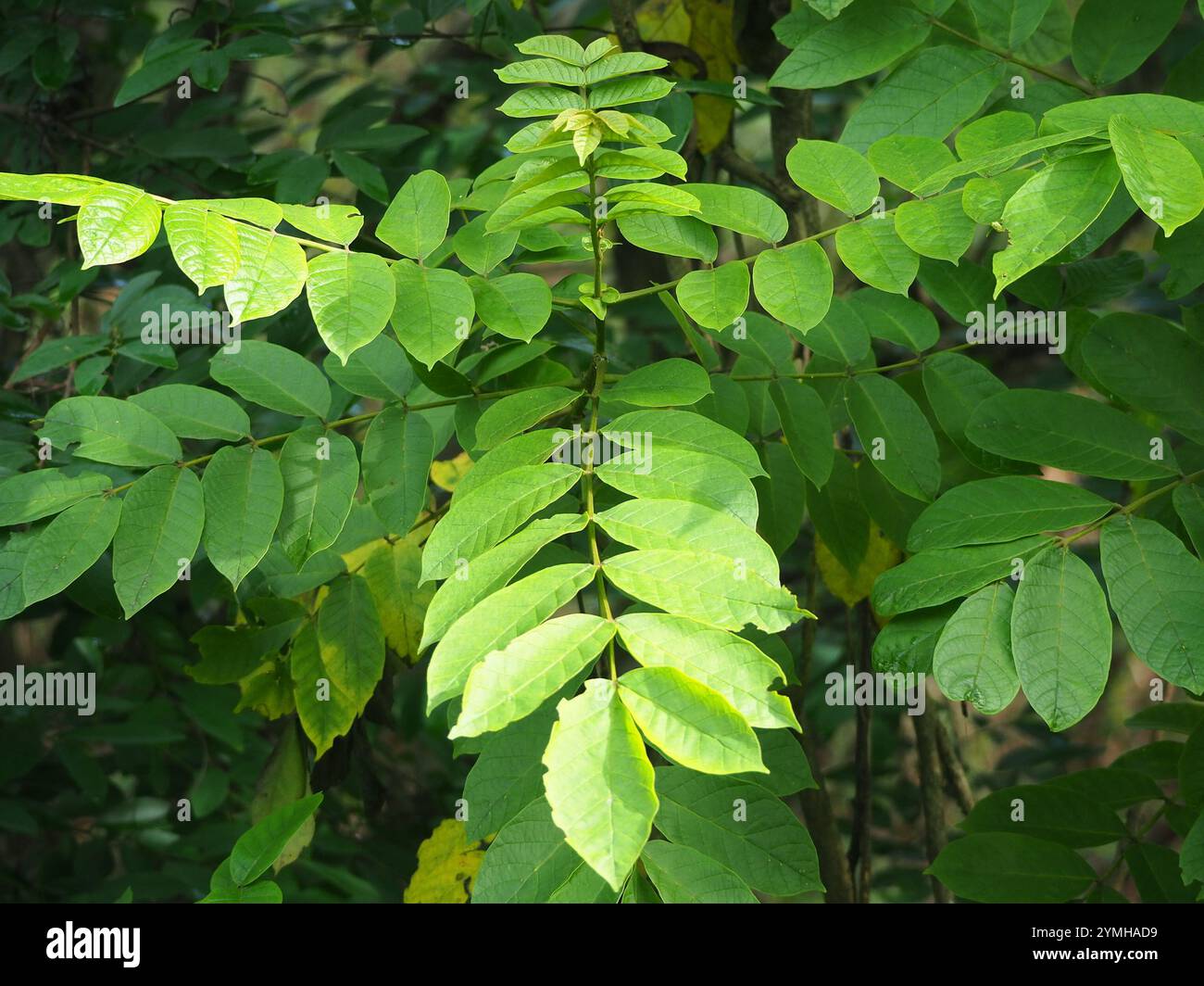 African tulip tree (Spathodea campanulata Stock Photo - Alamy