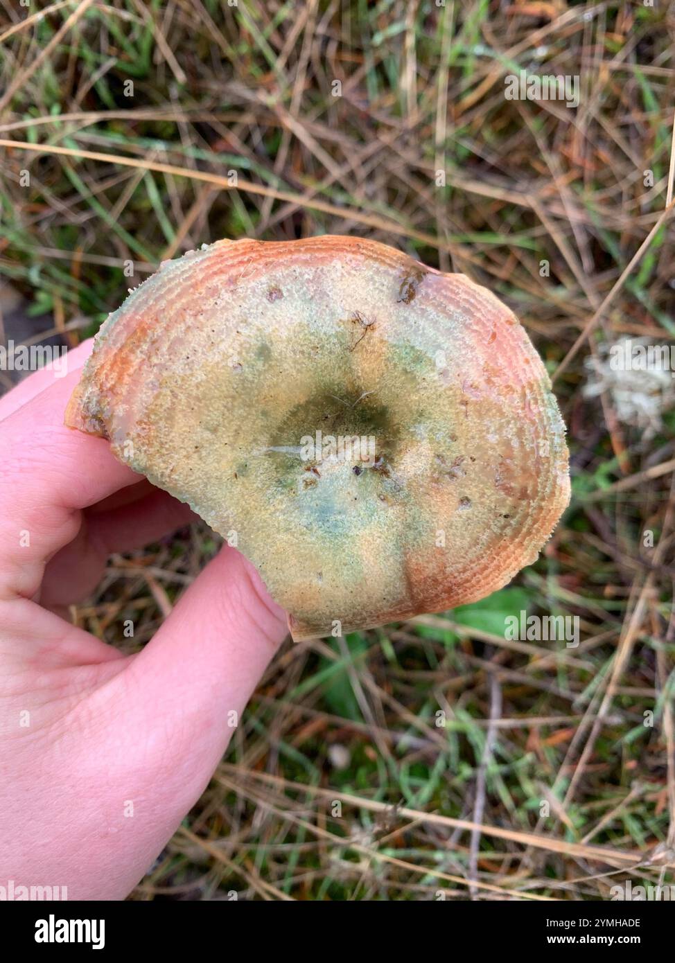 Red-bleeding Milk Cap (Lactarius rubrilacteus Stock Photo - Alamy