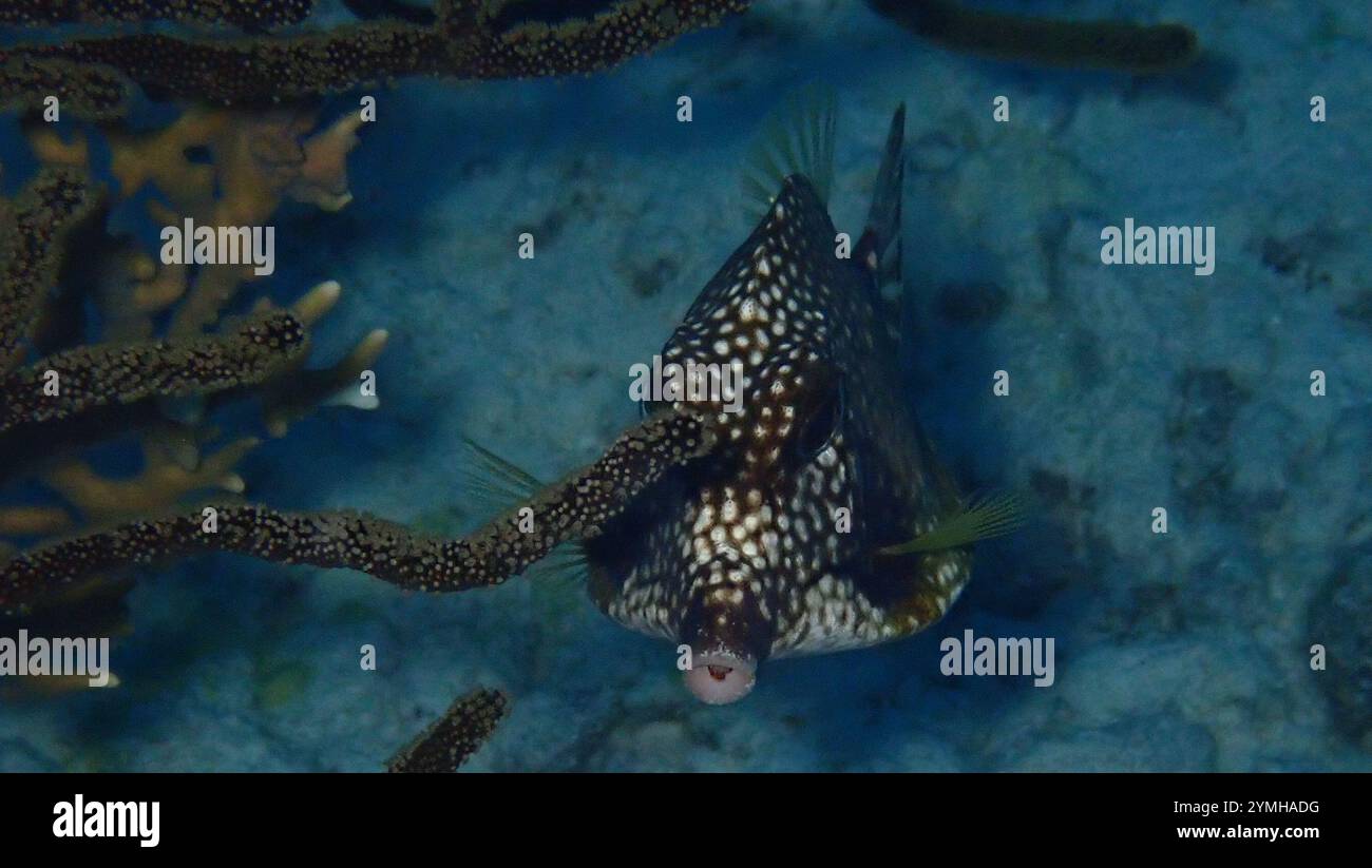 Smooth Trunkfish (Lactophrys triqueter Stock Photo - Alamy