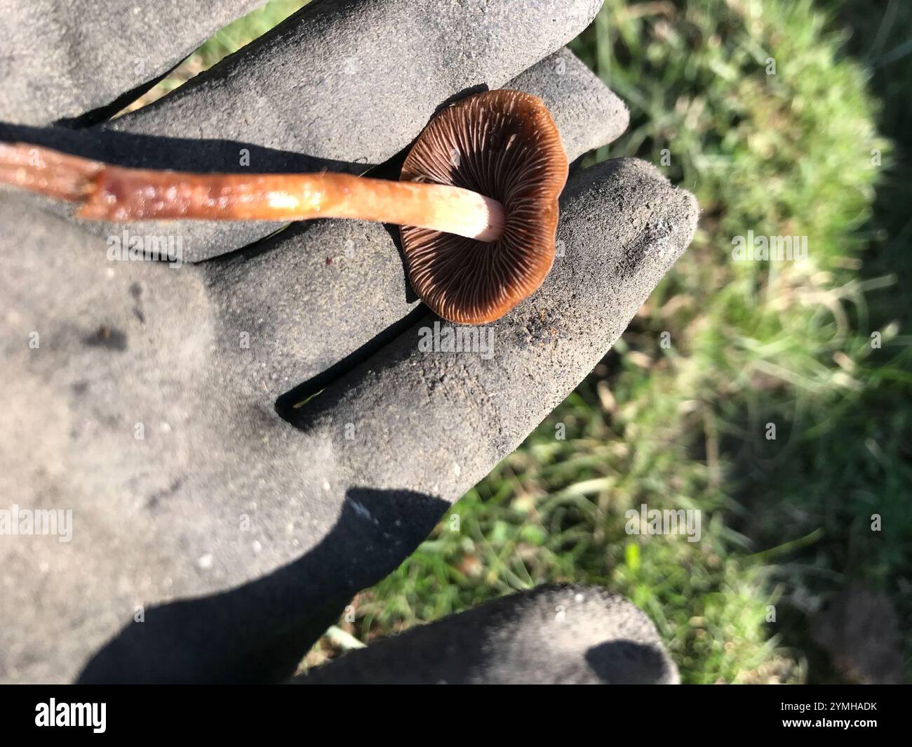 Panaeolus cinctulus hi-res stock photography and images - Alamy