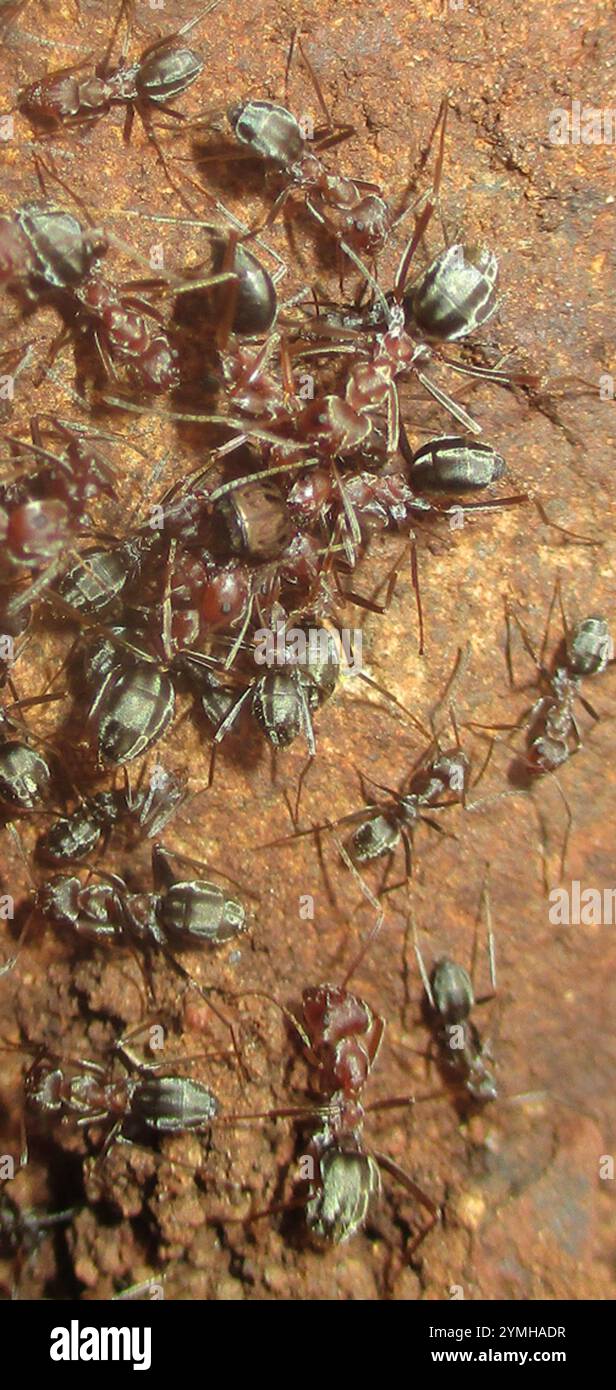 Large Pugnacious Ant (Anoplolepis custodiens Stock Photo - Alamy