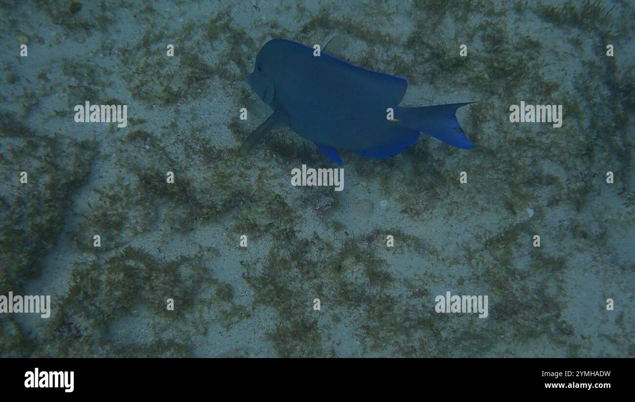 Atlantic Blue Tang (Acanthurus coeruleus Stock Photo - Alamy