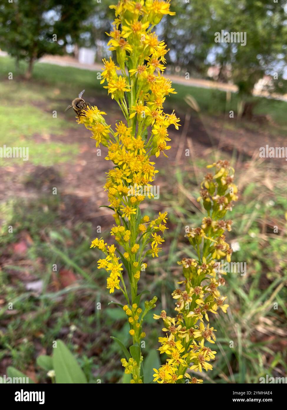 Seaside goldenrod hi-res stock photography and images - Alamy