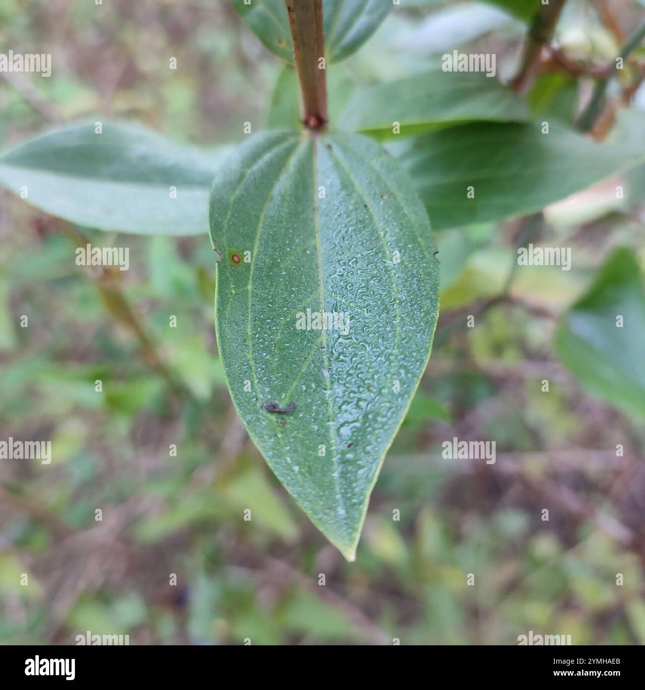 ink plant (Coriaria myrtifolia Stock Photo - Alamy