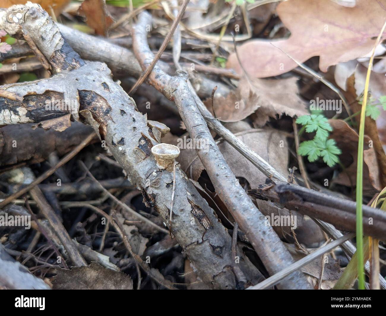 bird's nest fungi (Nidulariaceae Stock Photo - Alamy