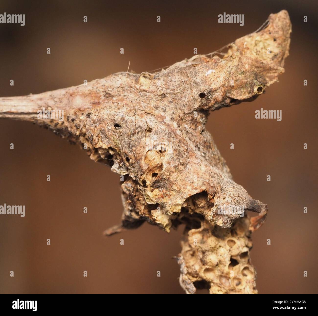 Oak potato gall (Neuroterus quercusbatatus Stock Photo - Alamy