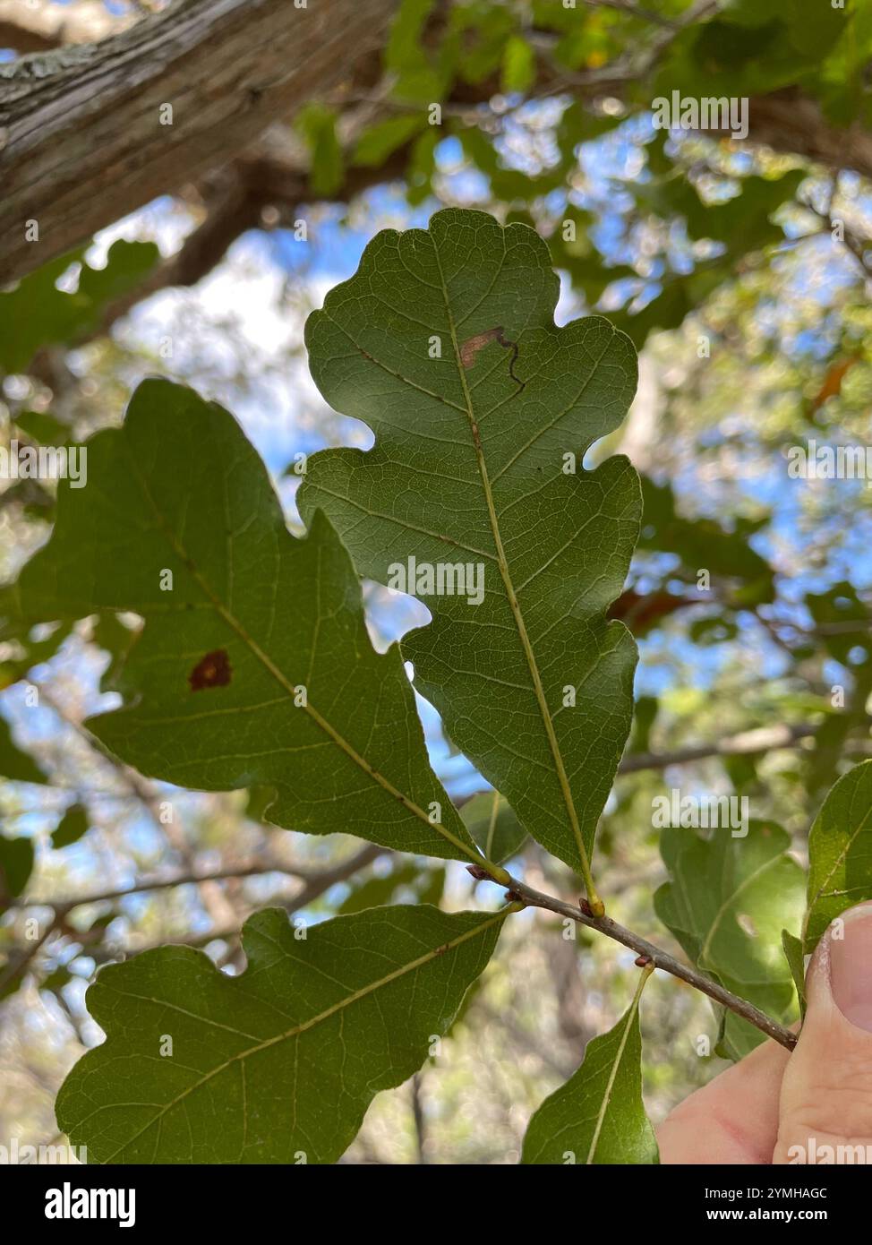 White Shin Oak (Quercus sinuata breviloba Stock Photo - Alamy