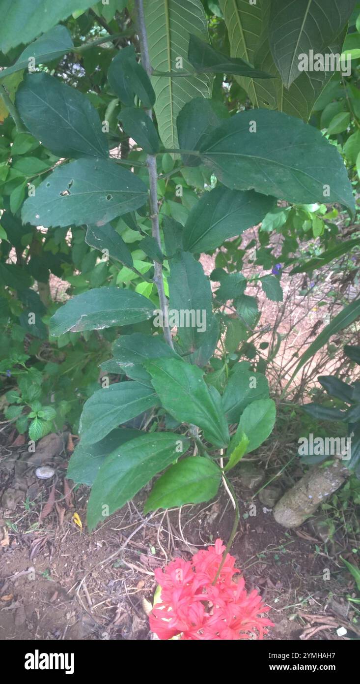 Spider Hibiscus (Hibiscus schizopetalus Stock Photo - Alamy
