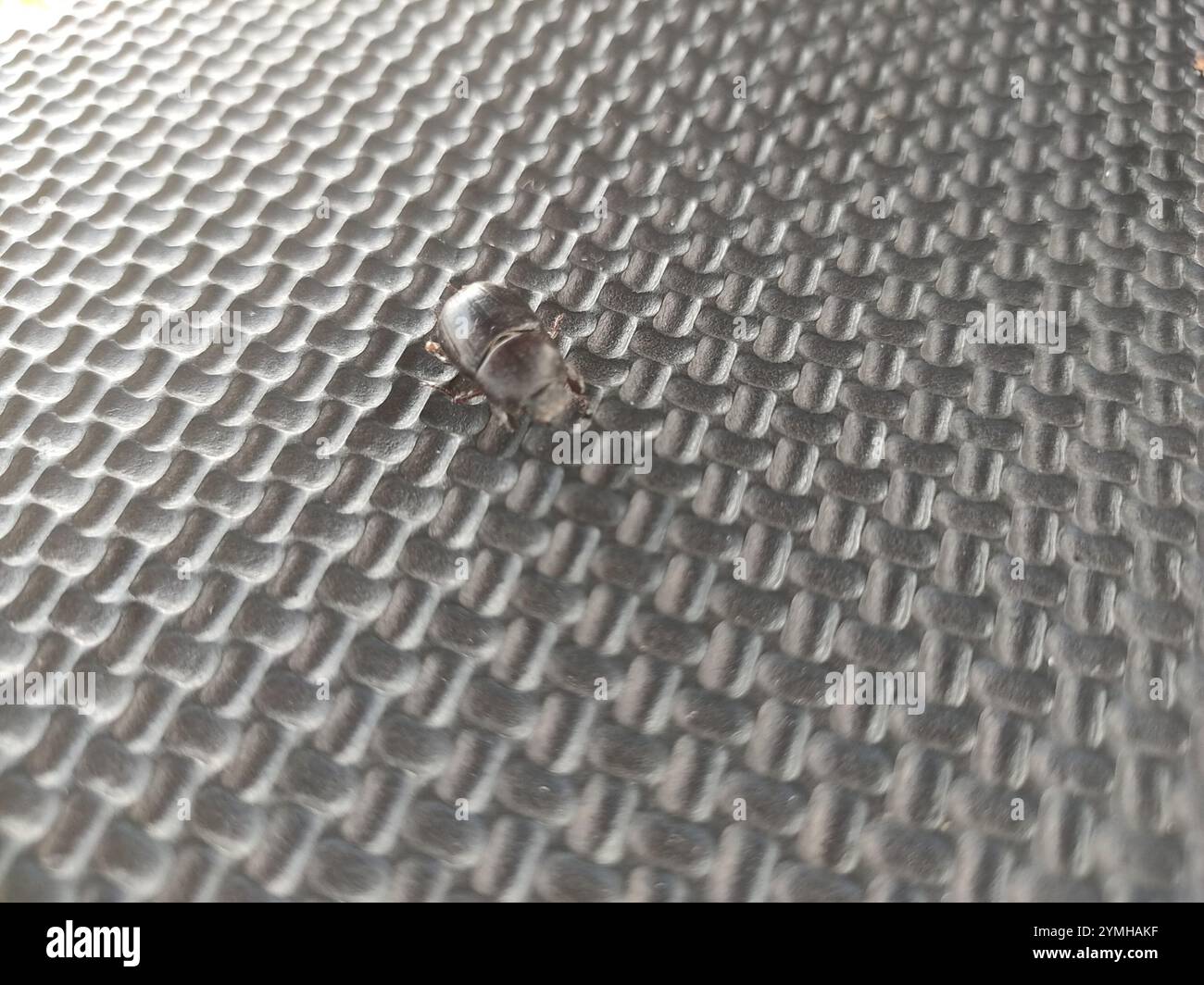 African Black Beetle (Heteronychus arator Stock Photo - Alamy