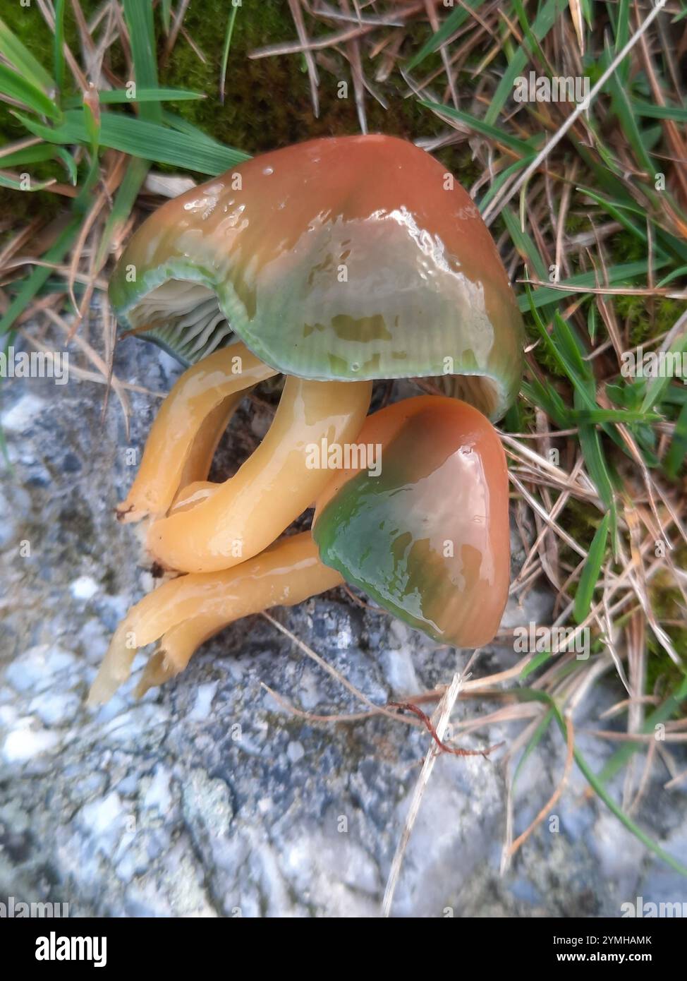 Parrot Mushroom (Gliophorus psittacinus Stock Photo - Alamy