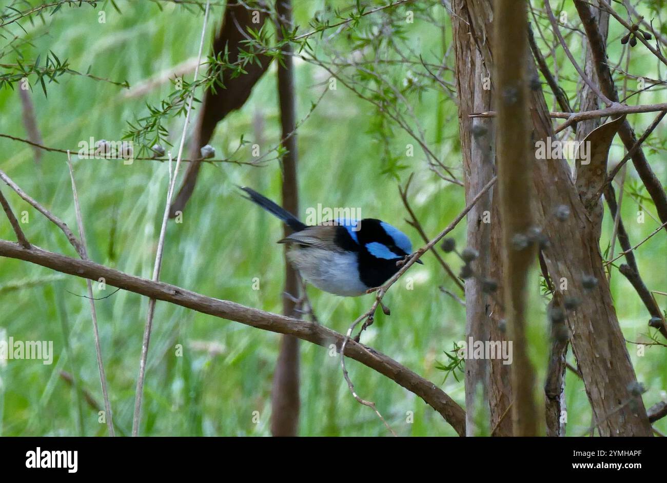Superb Fairywren (Malurus cyaneus Stock Photo - Alamy