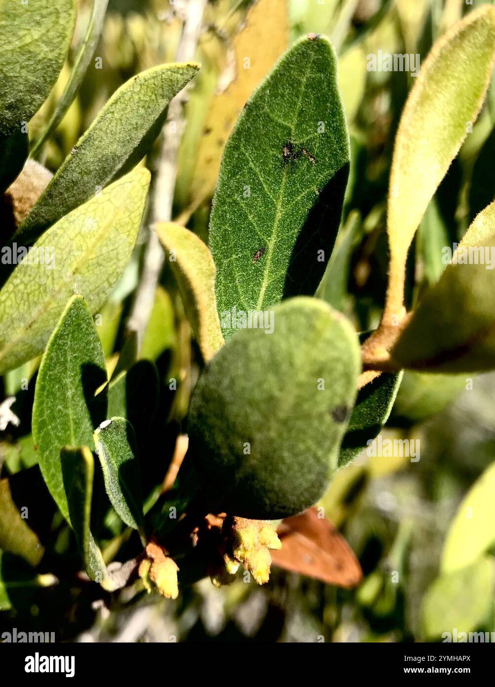 Polyandra hi-res stock photography and images - Alamy