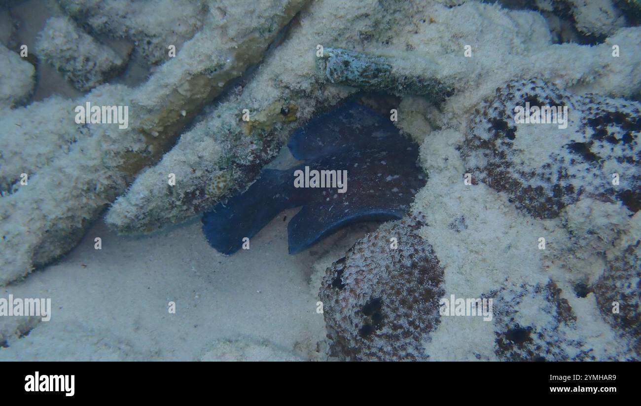 Greater Soapfish (Rypticus saponaceus Stock Photo - Alamy