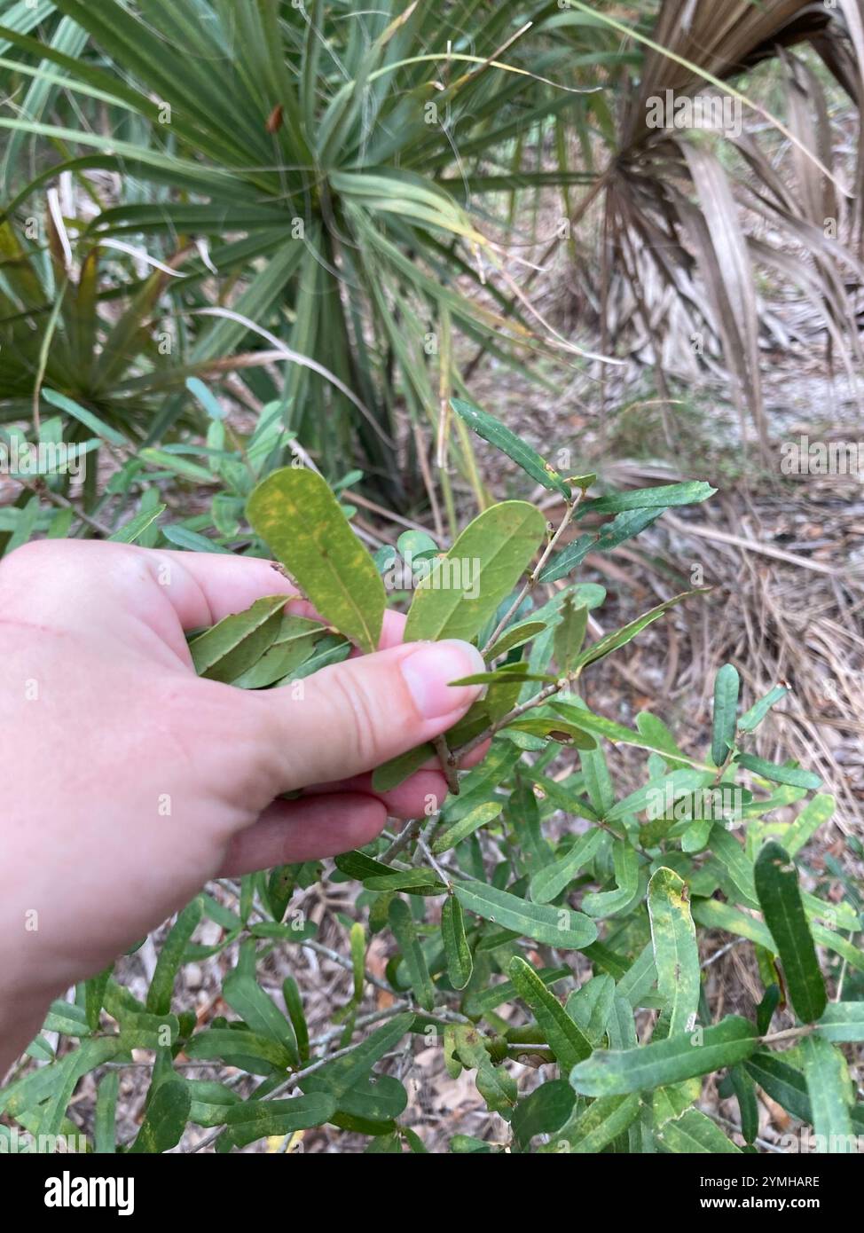 dwarf live oak (Quercus minima Stock Photo - Alamy
