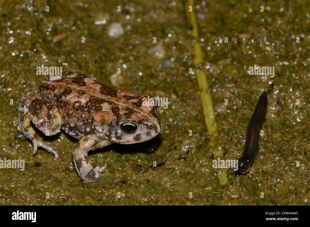 Sand Toad (Vandijkophrynus angusticeps Stock Photo - Alamy