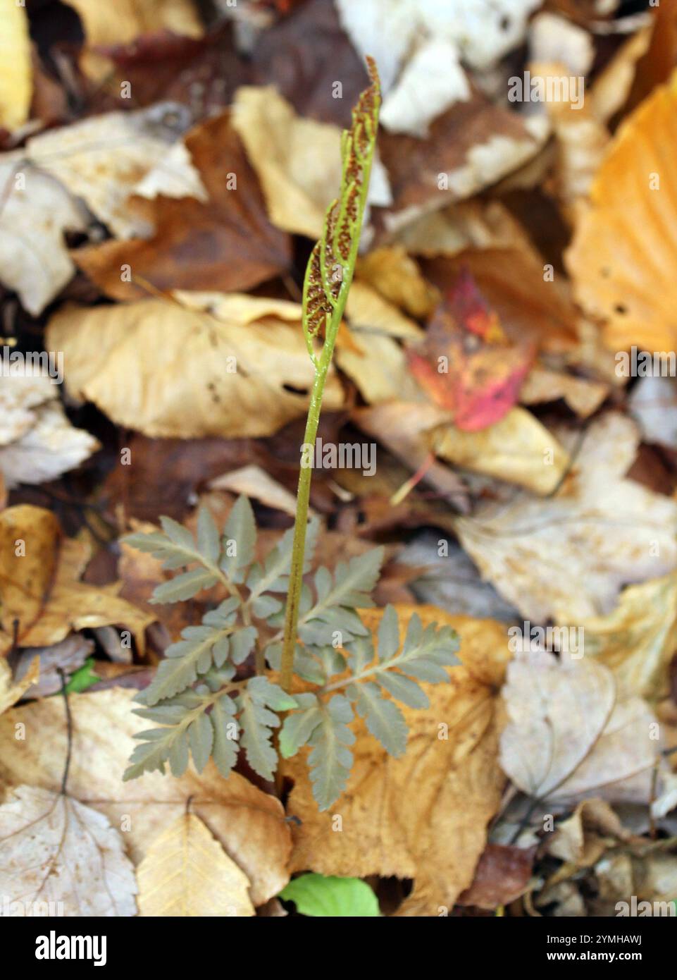 bronze fern (Sceptridium dissectum obliquum Stock Photo - Alamy