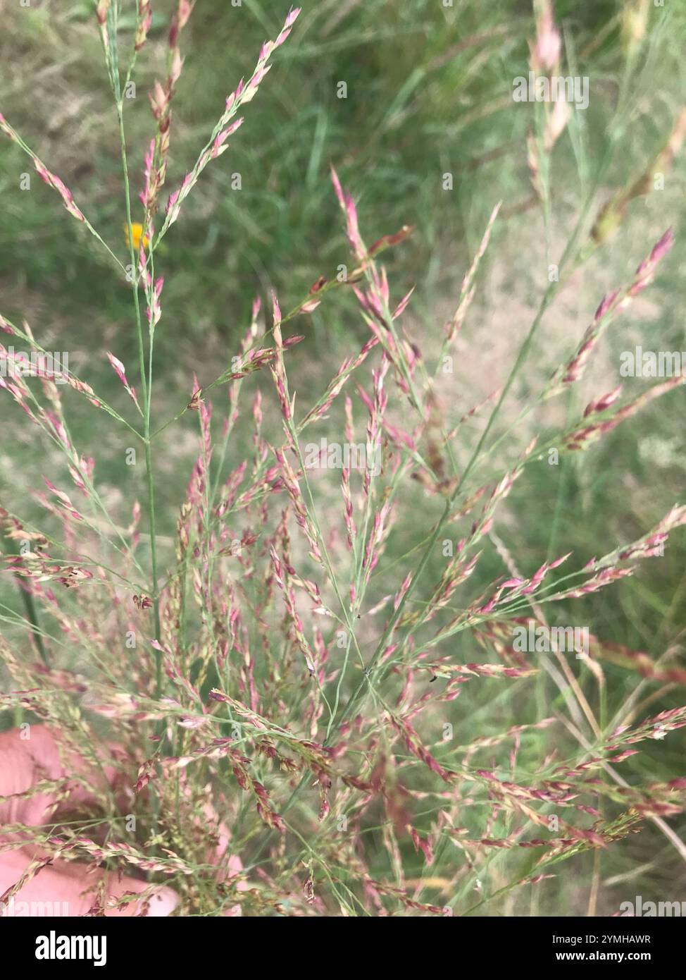 switchgrass (Panicum virgatum Stock Photo - Alamy