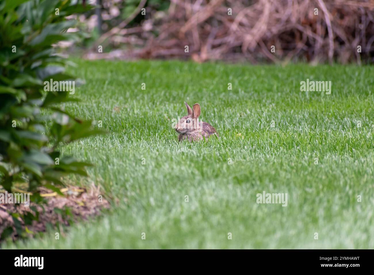 Spring rabbit small mammal hi-res stock photography and images - Alamy