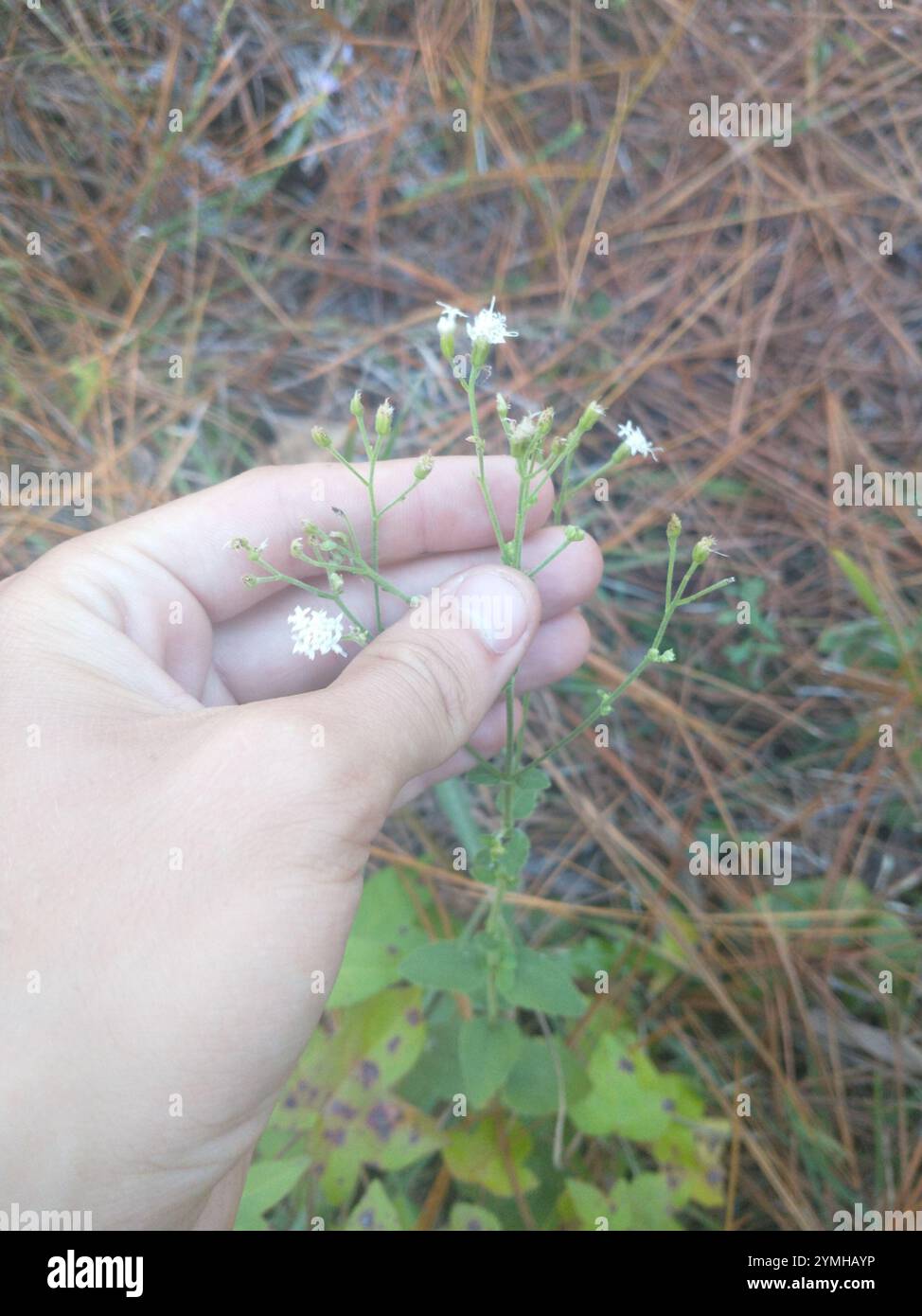 smaller white snakeroot (Ageratina aromatica Stock Photo - Alamy