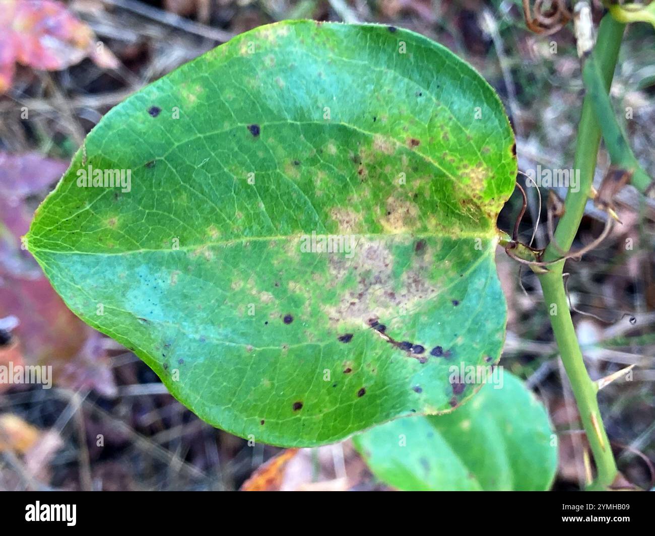 Smilax rotundifolia hi-res stock photography and images - Alamy