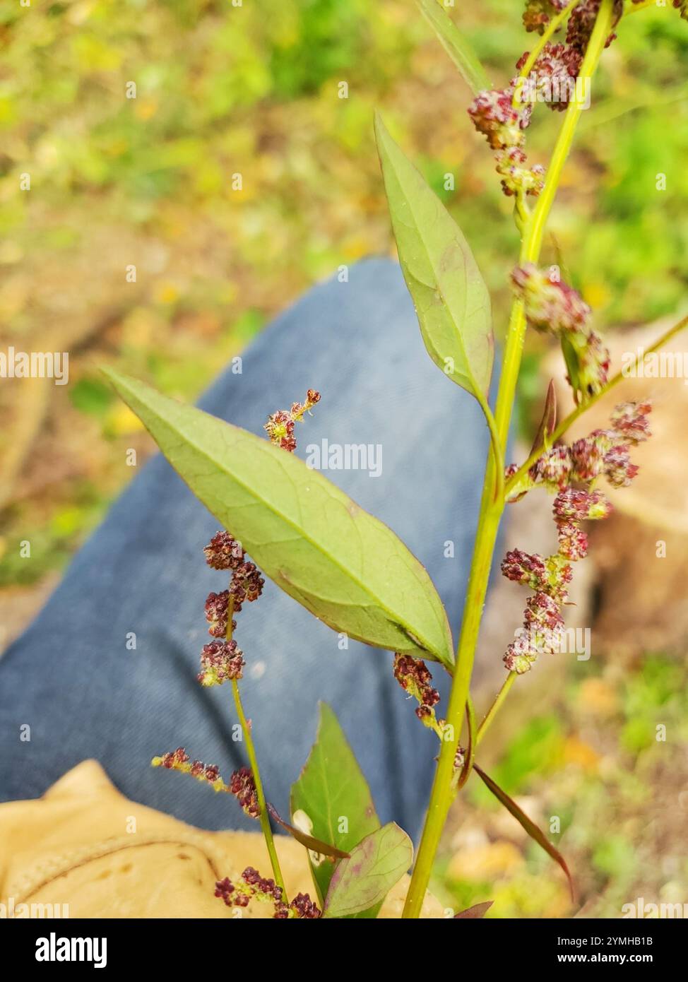 Subfamily chenopodioideae hi-res stock photography and images - Alamy