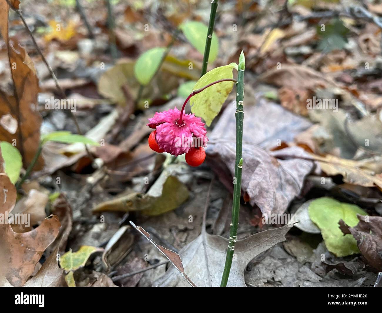 Running Strawberry-bush (Euonymus obovatus Stock Photo - Alamy