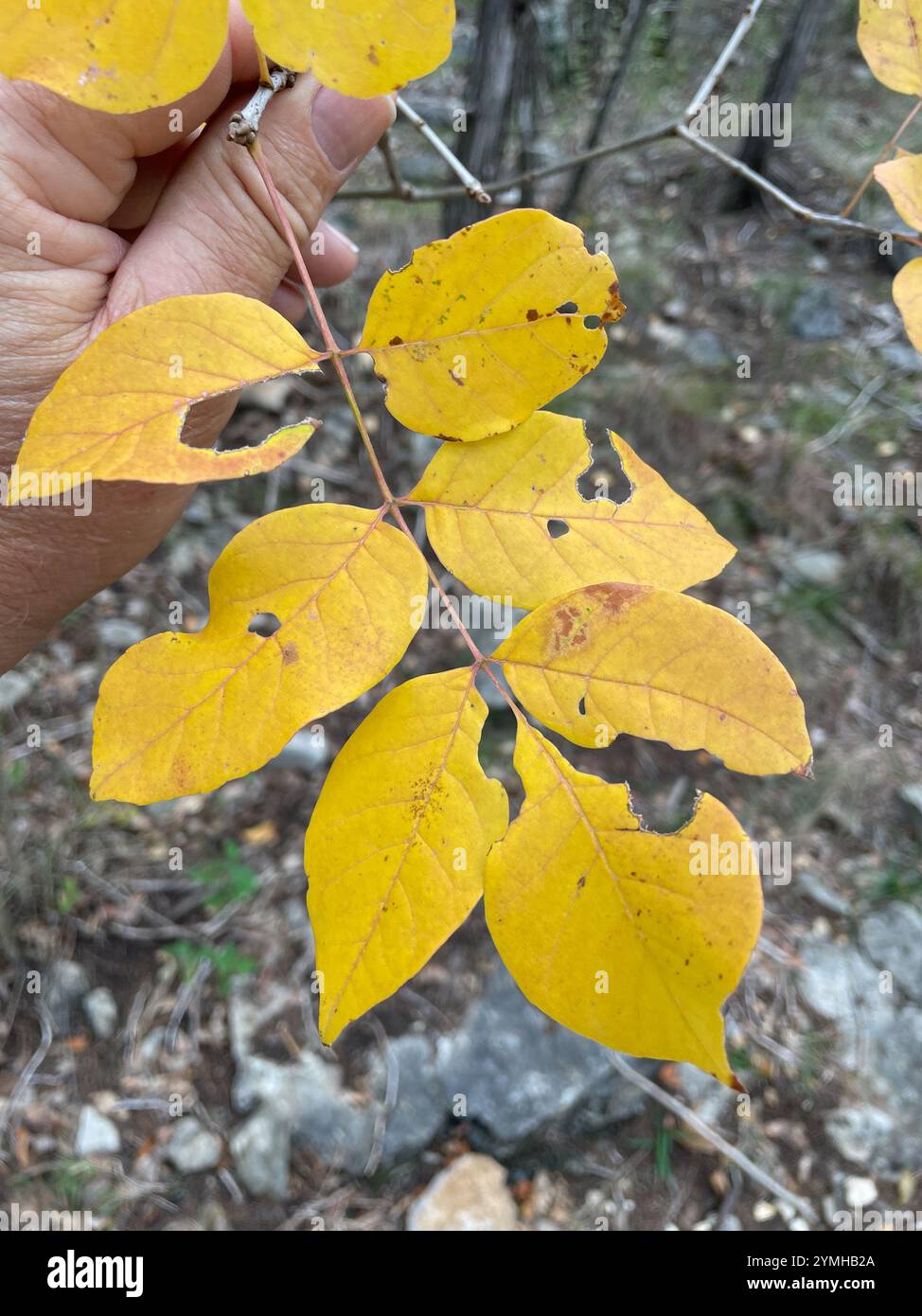 Texas ash (Fraxinus albicans Stock Photo - Alamy