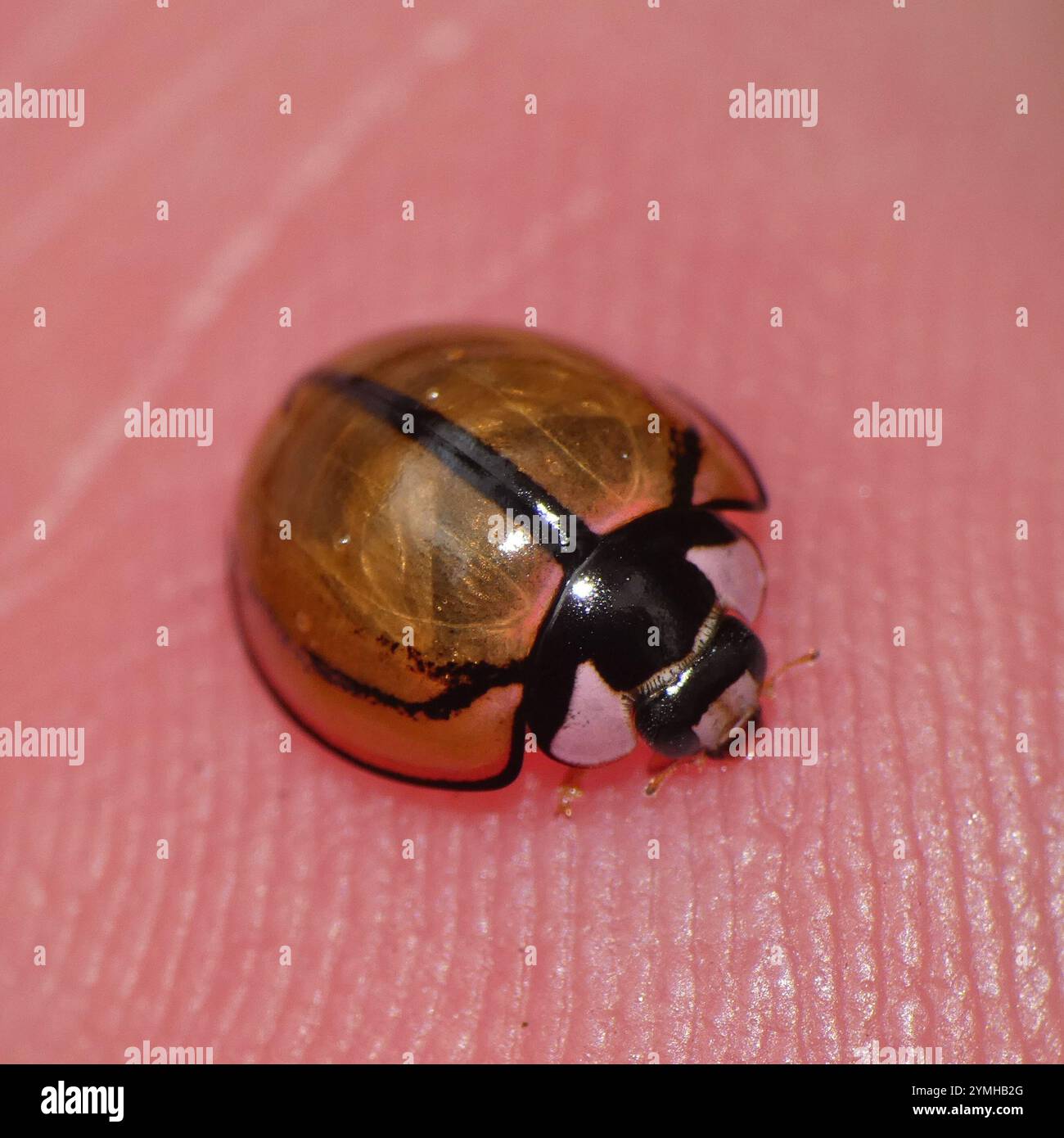 Striped lady beetle hi-res stock photography and images - Alamy