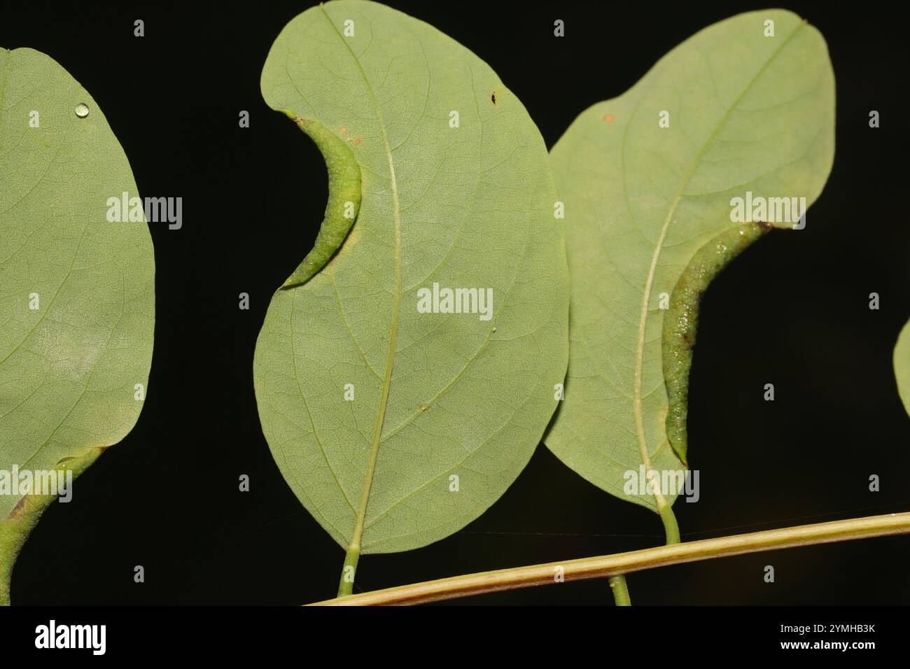 locust gall midge (Obolodiplosis robiniae Stock Photo - Alamy