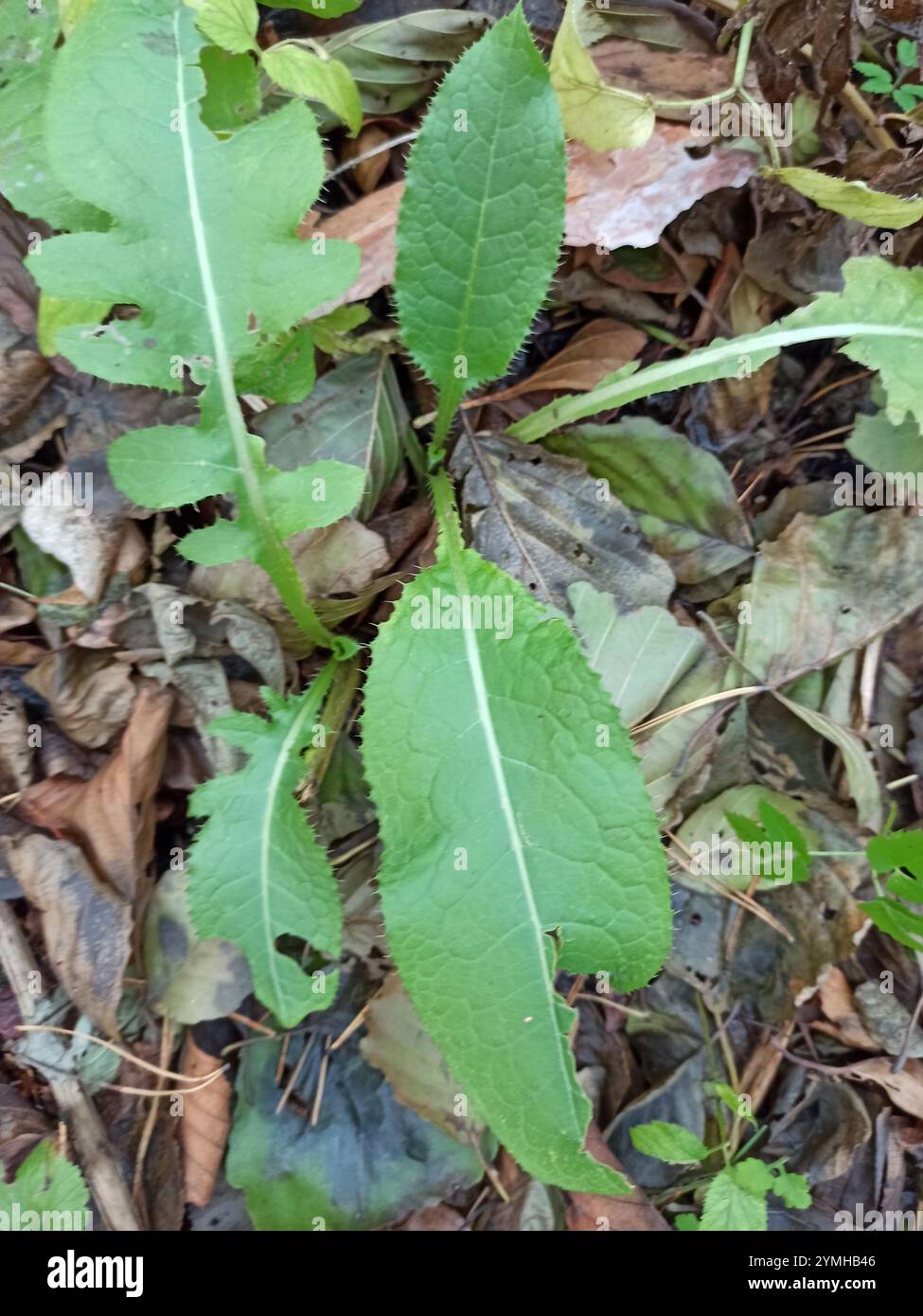 Cabbage Thistle (Cirsium oleraceum Stock Photo - Alamy