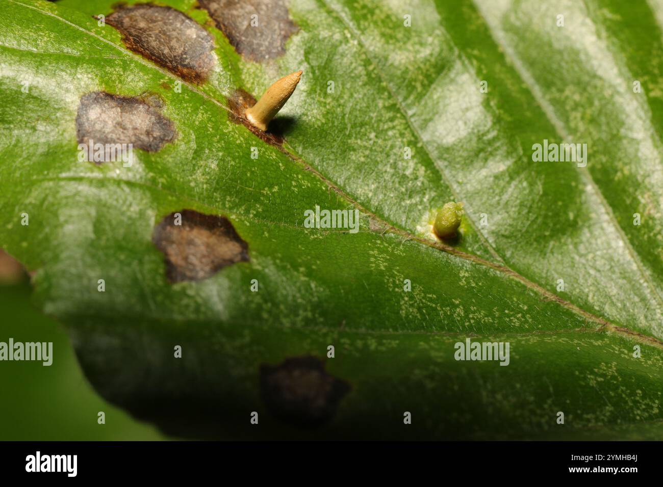 Hairy Beech Gall (Hartigiola annulipes Stock Photo - Alamy