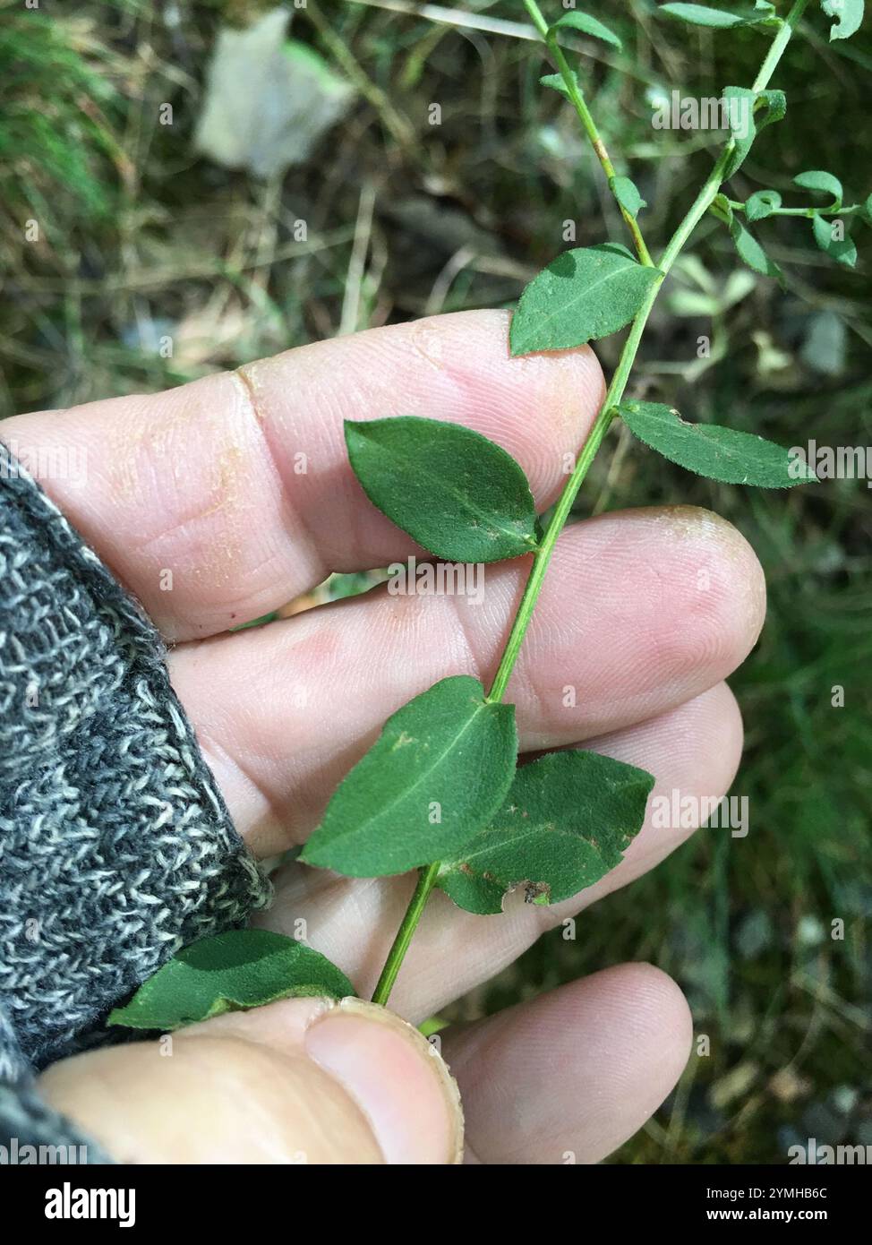 smooth blue aster (Symphyotrichum laeve Stock Photo - Alamy