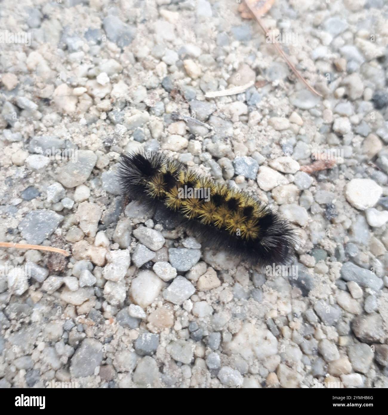 Virginia ctenucha moth virginica hi-res stock photography and images ...