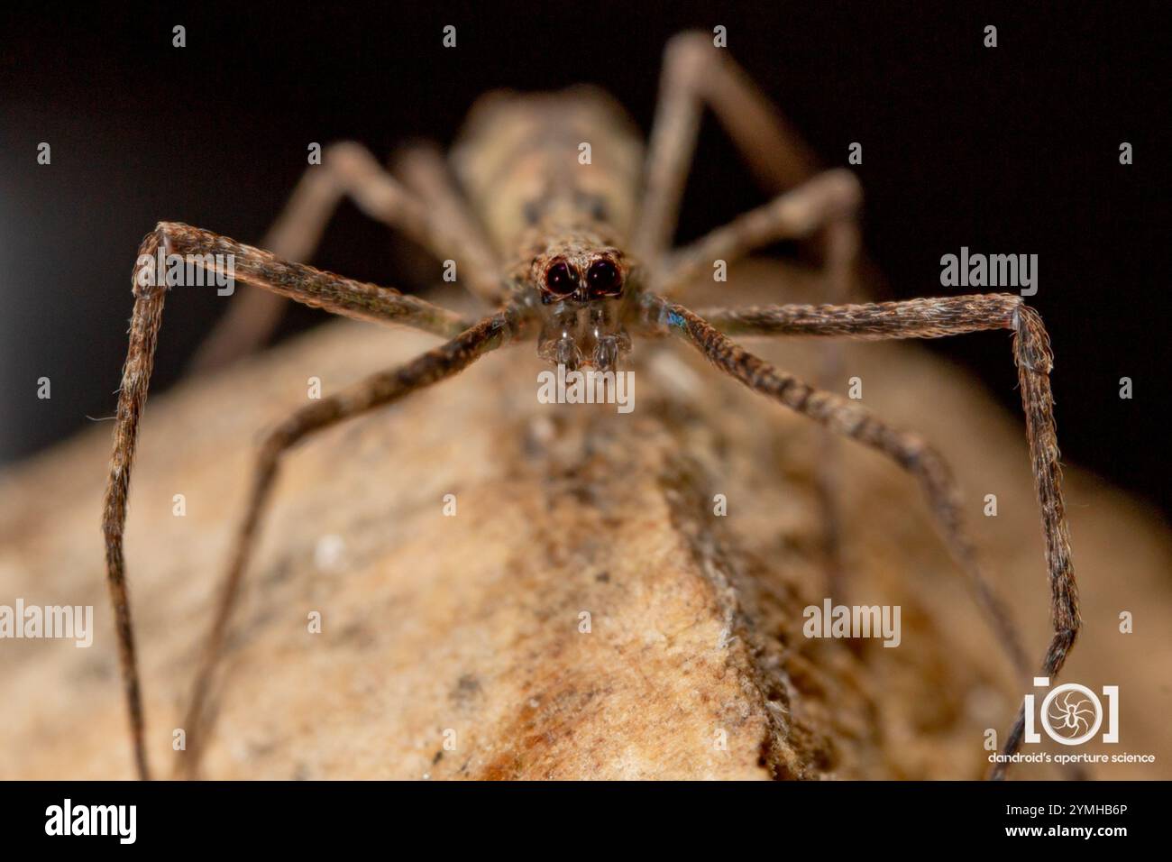 Ogre-faced Spider (Deinopis spinosa Stock Photo - Alamy