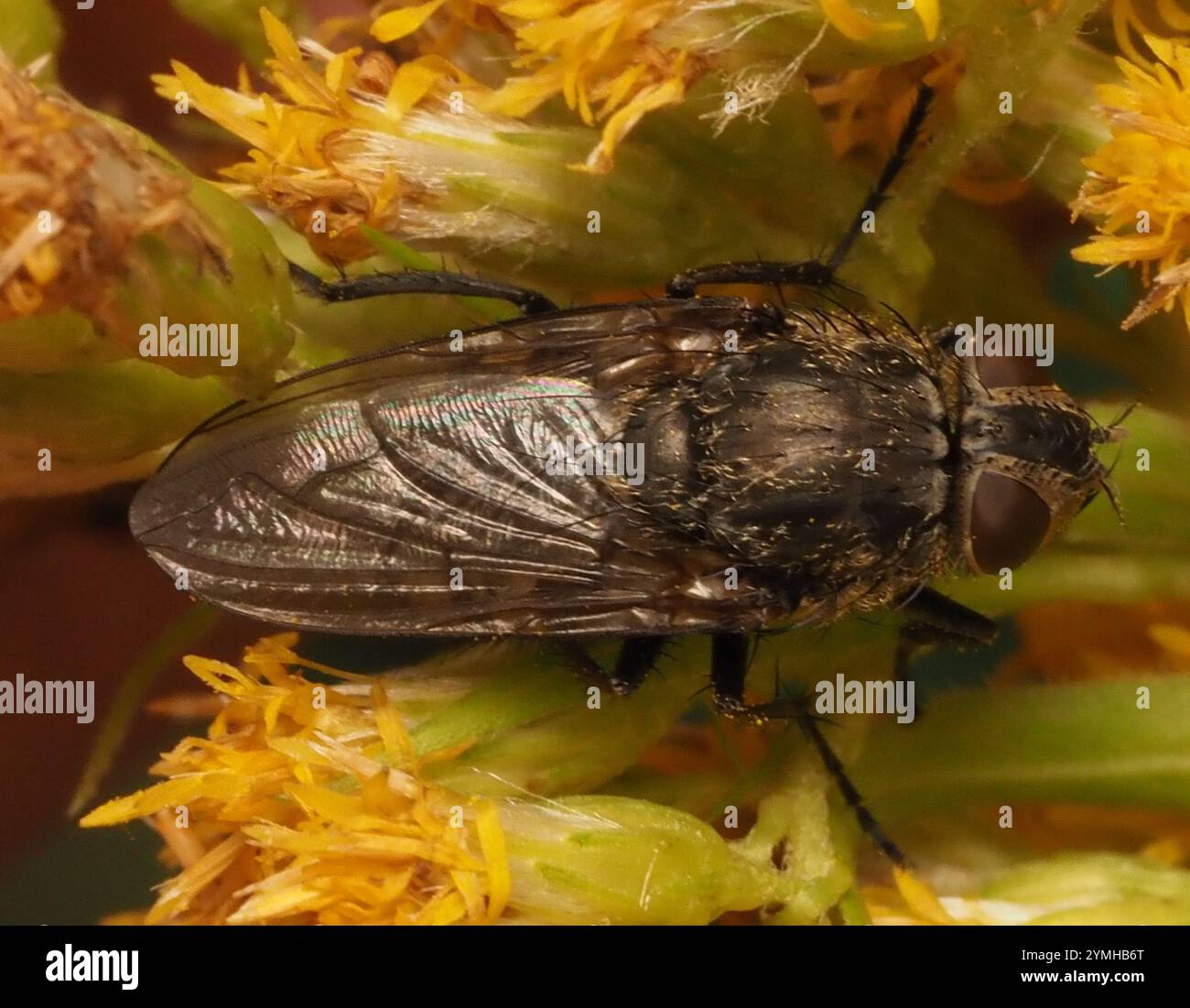 Cluster Flies (Pollenia Stock Photo - Alamy