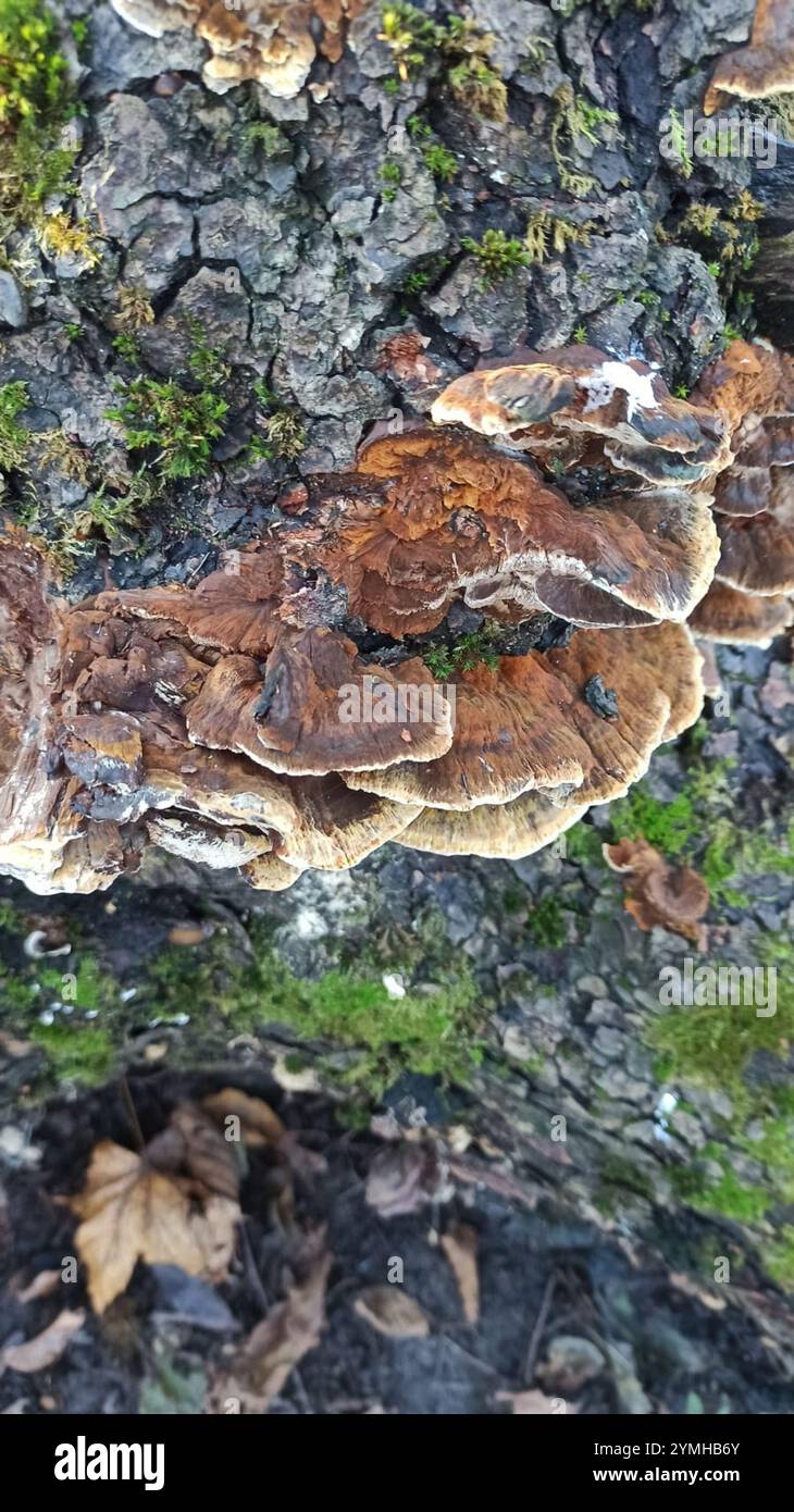 Alder Bracket (Mensularia radiata Stock Photo - Alamy