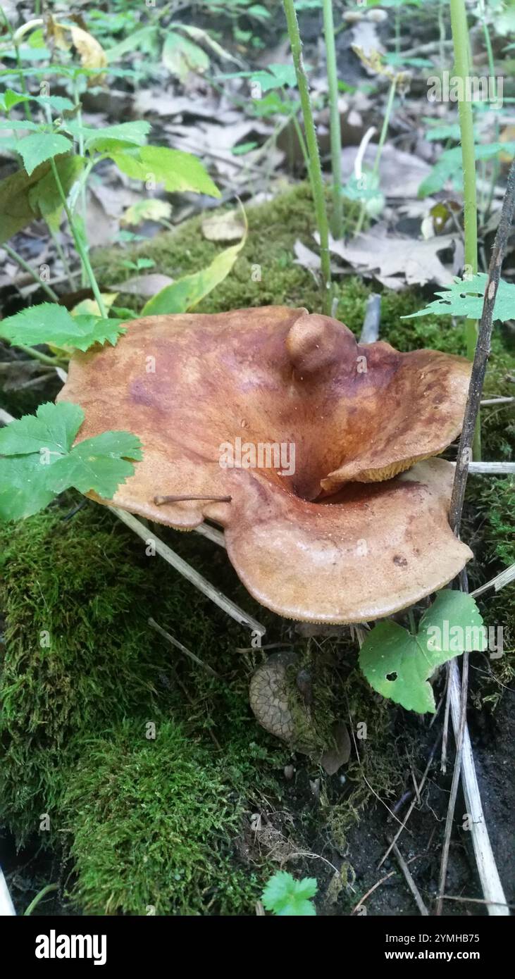 ash-tree bolete (Boletinellus merulioides Stock Photo - Alamy