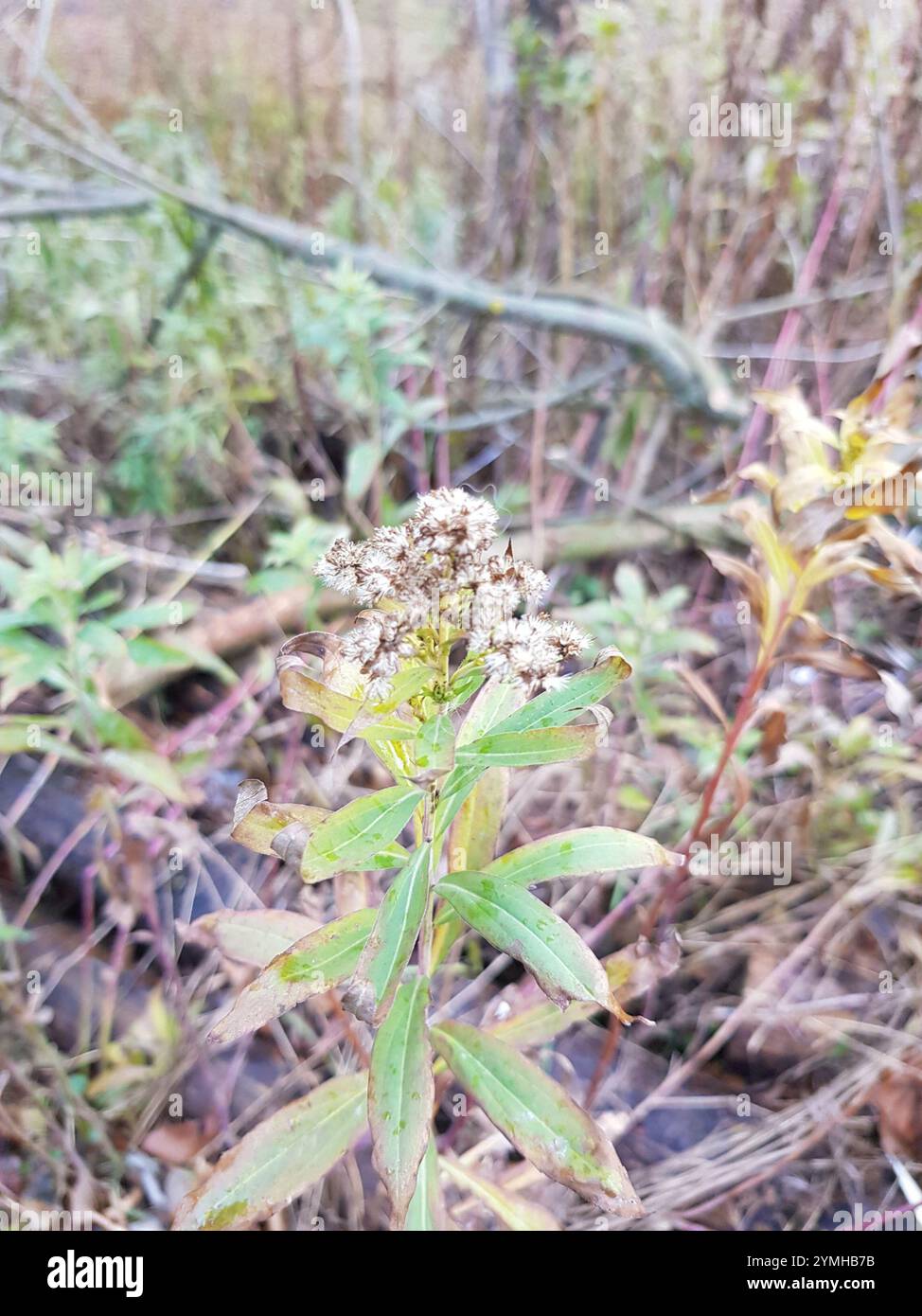 giant goldenrod (Solidago gigantea Stock Photo - Alamy