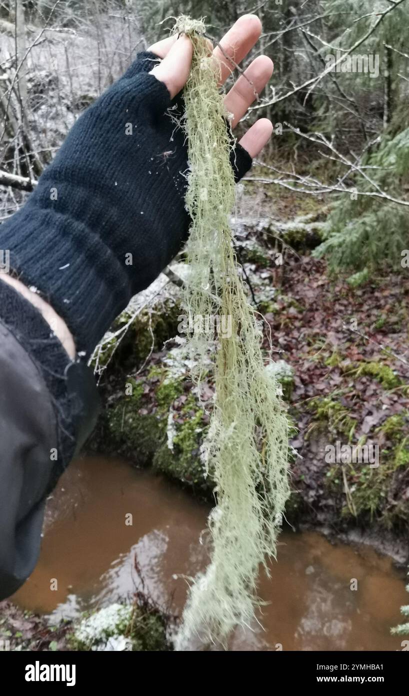 Fishbone beard lichen hi-res stock photography and images - Alamy