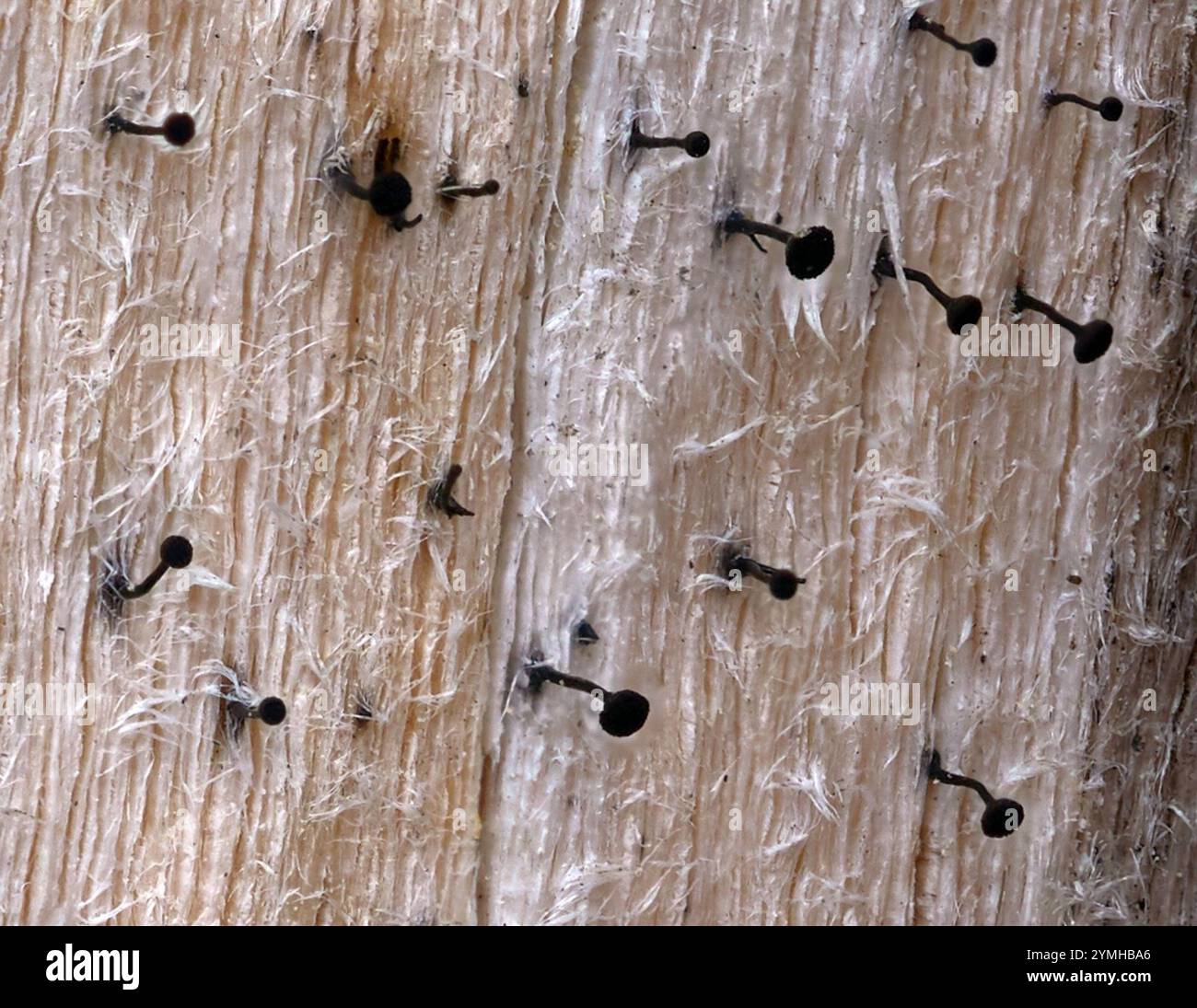 Mycocalicium subtile hi-res stock photography and images - Alamy