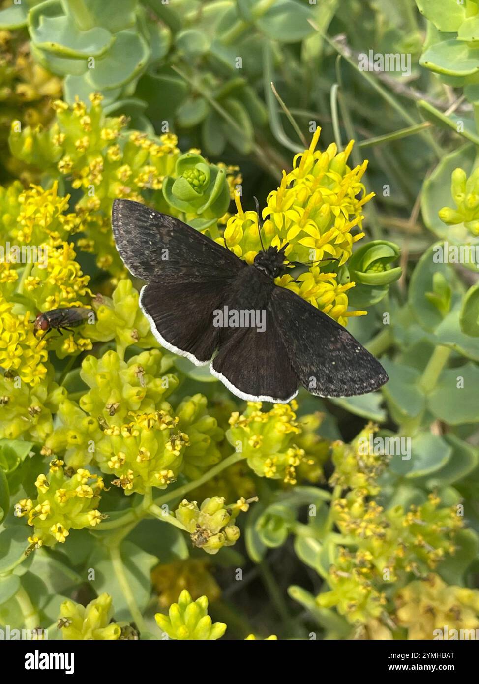 Funereal Duskywing (Erynnis funeralis Stock Photo - Alamy