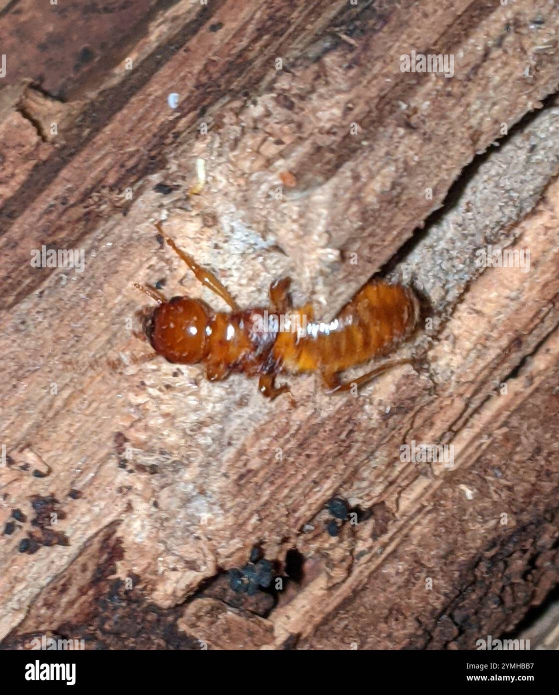 Pacific Dampwood Termite (Zootermopsis angusticollis Stock Photo - Alamy