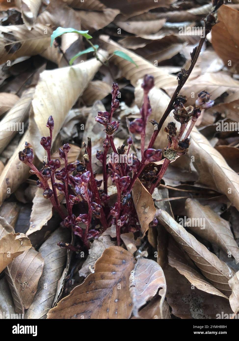 Beechdrops (Epifagus virginiana Stock Photo - Alamy