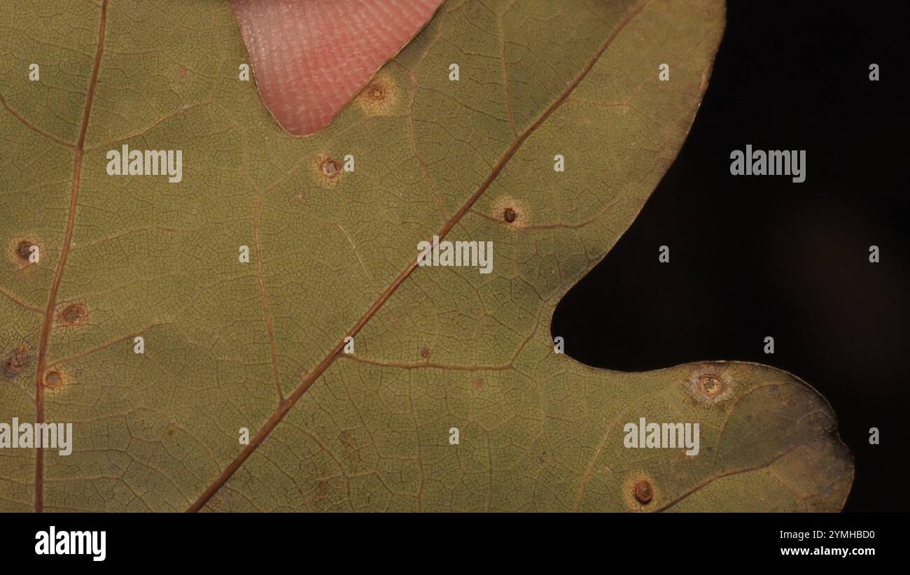 Tantulus hi-res stock photography and images - Alamy