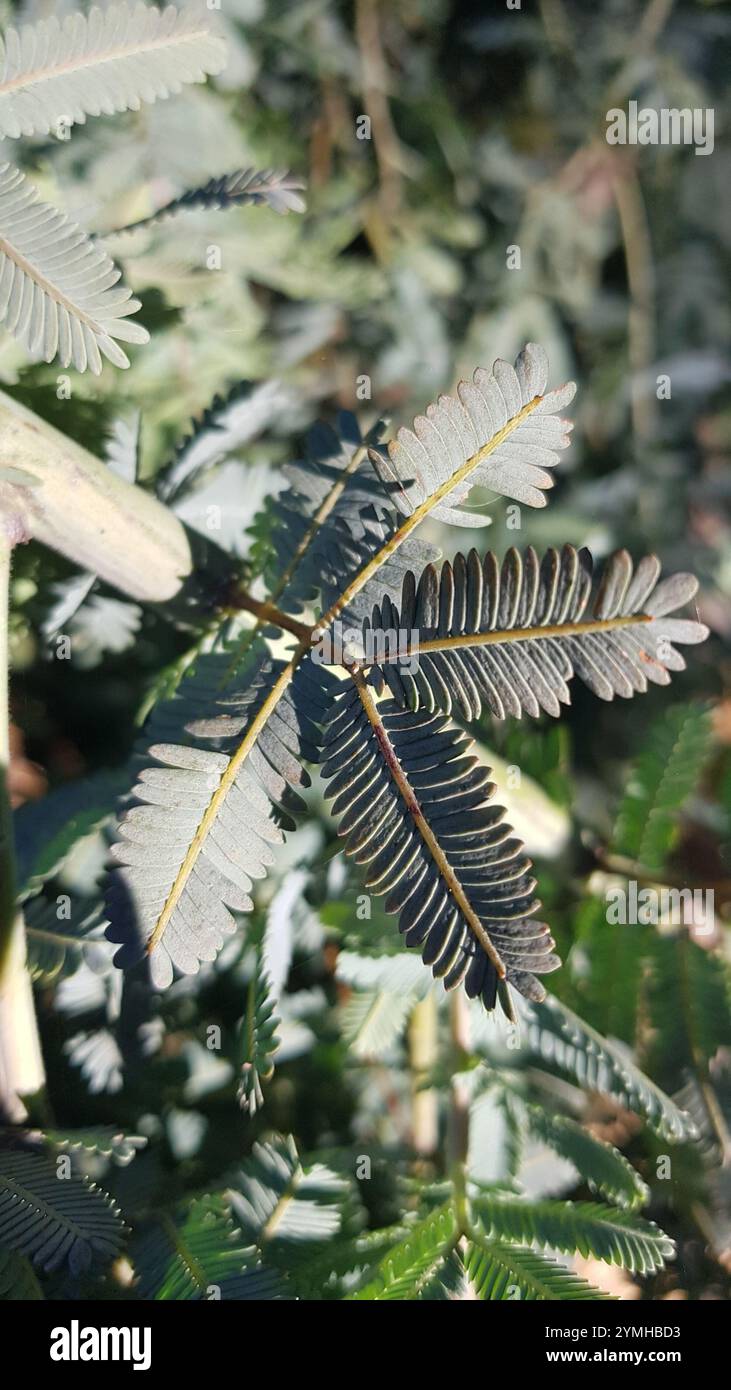 Cootamundra wattle (Acacia baileyana Stock Photo - Alamy