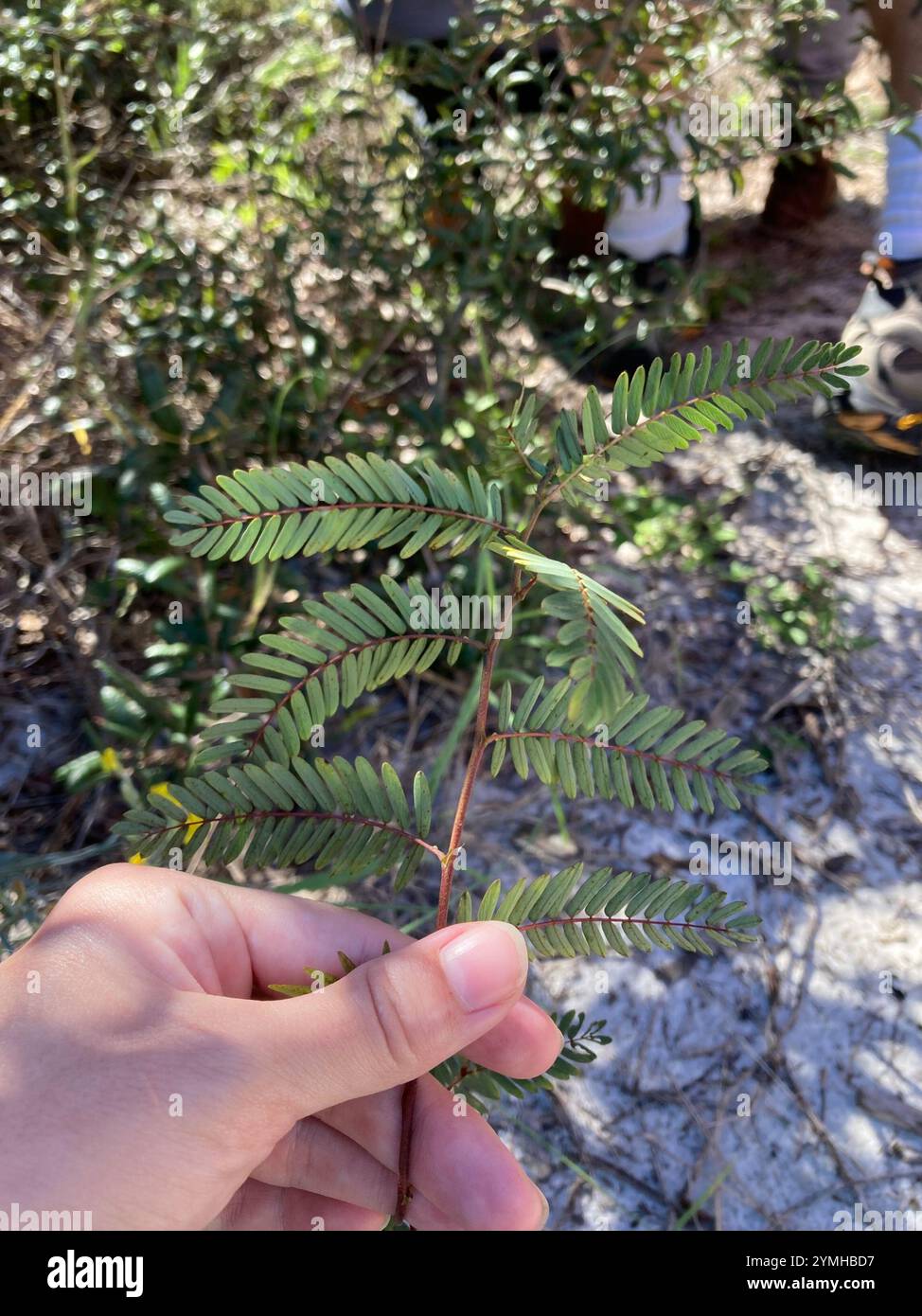 sensitive and partridge peas (Chamaecrista Stock Photo - Alamy