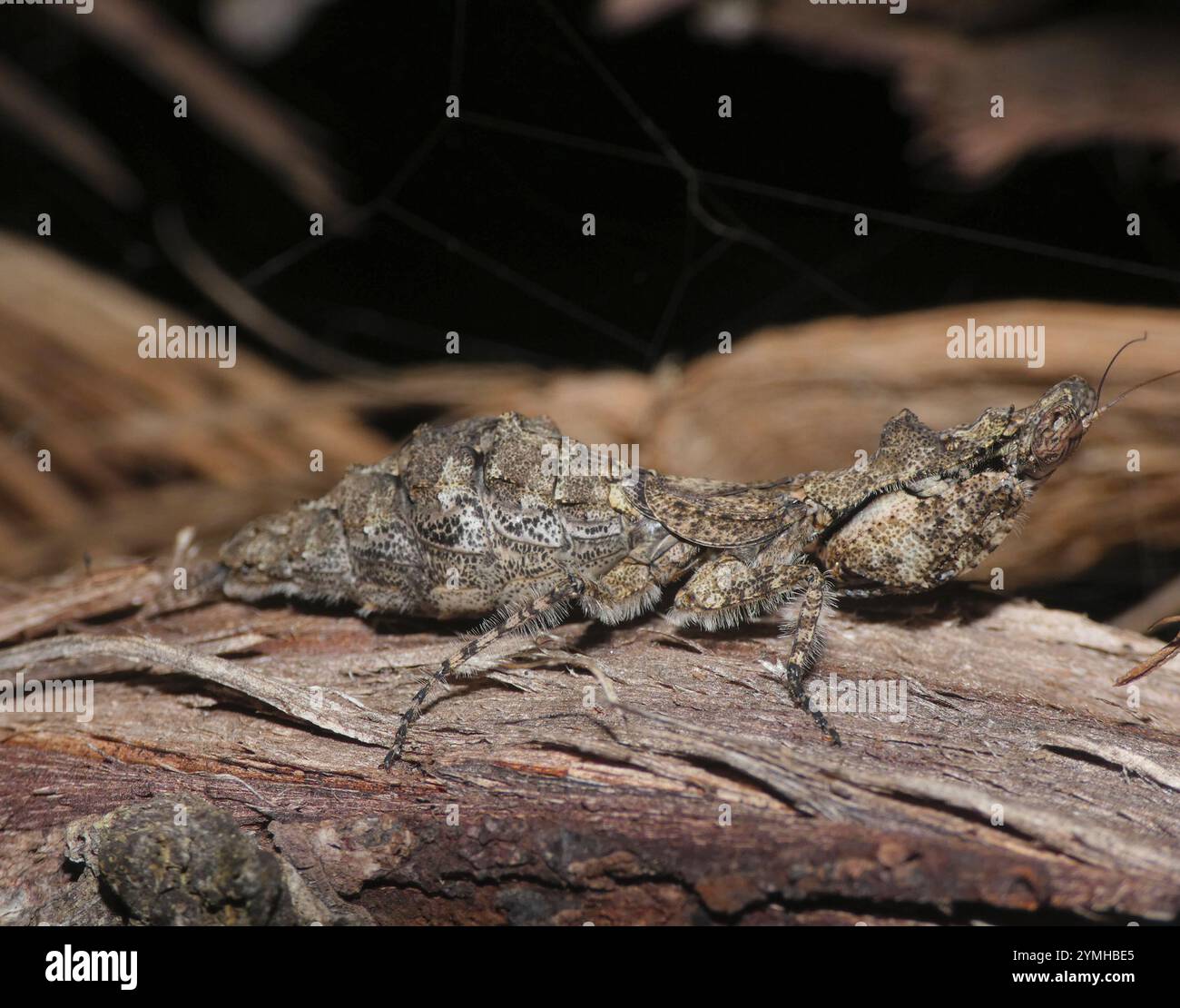 Bark mantid hi-res stock photography and images - Alamy