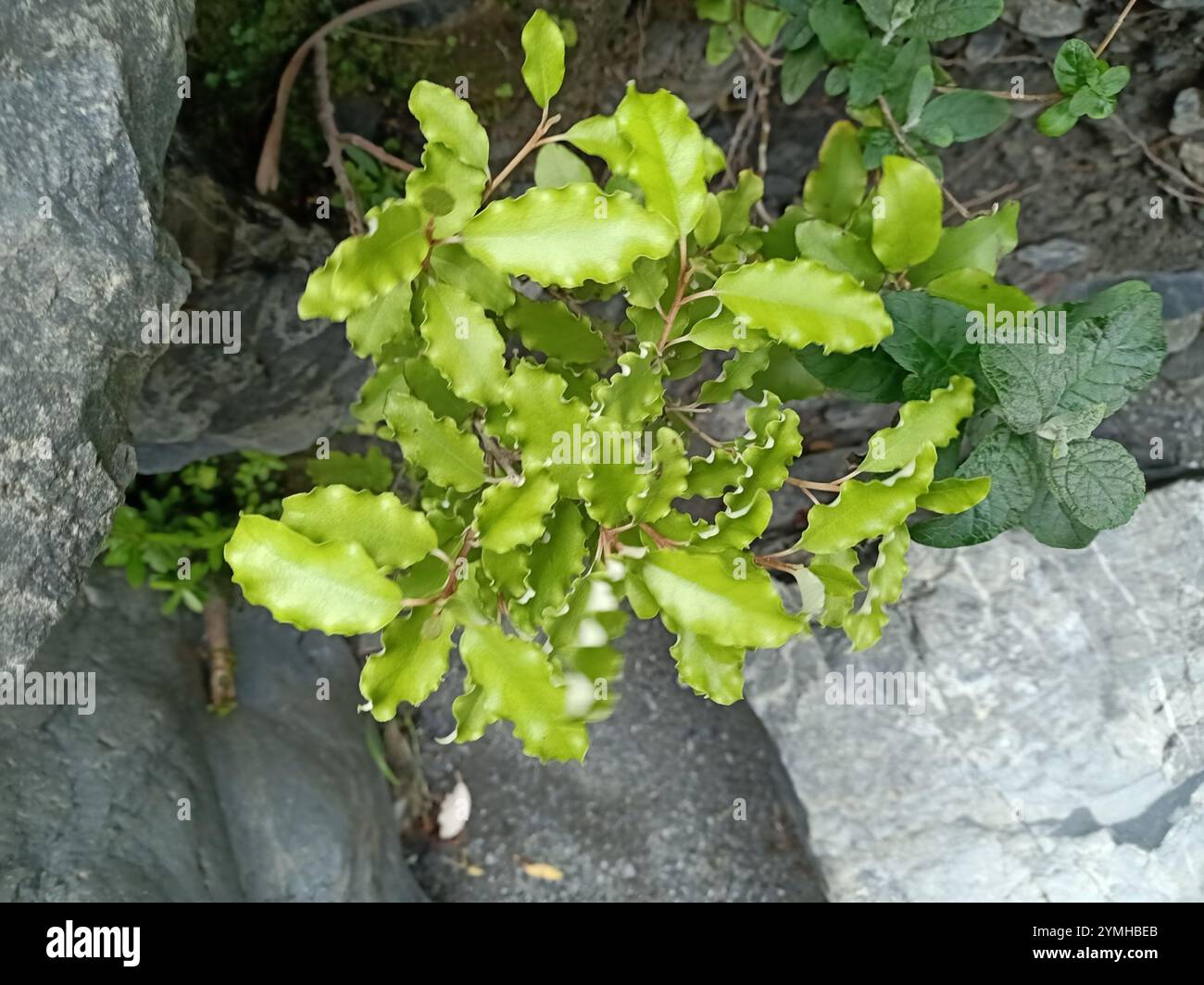 Akiraho (Olearia paniculata Stock Photo - Alamy