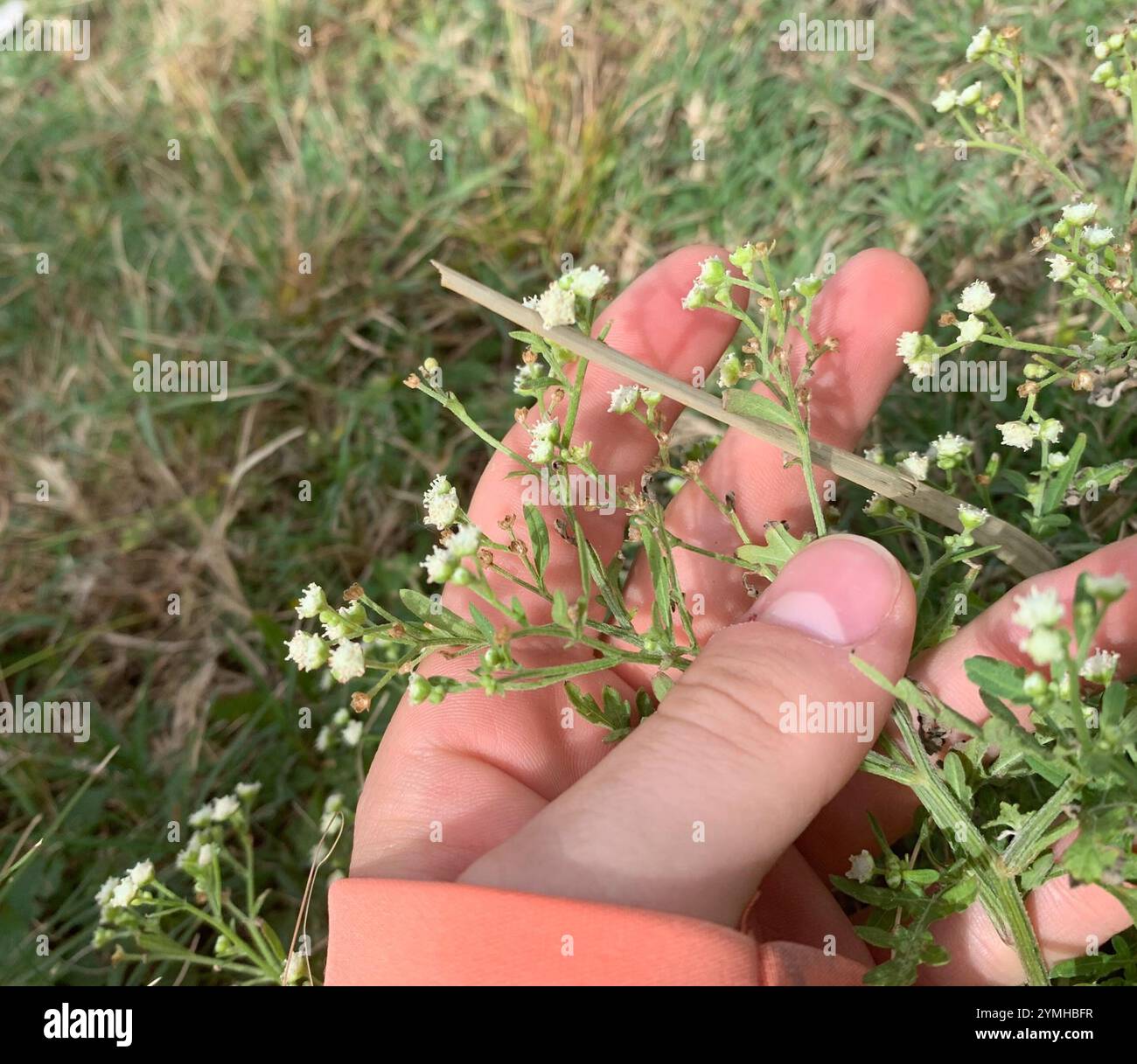 Santa Maria feverfew (Parthenium hysterophorus Stock Photo - Alamy