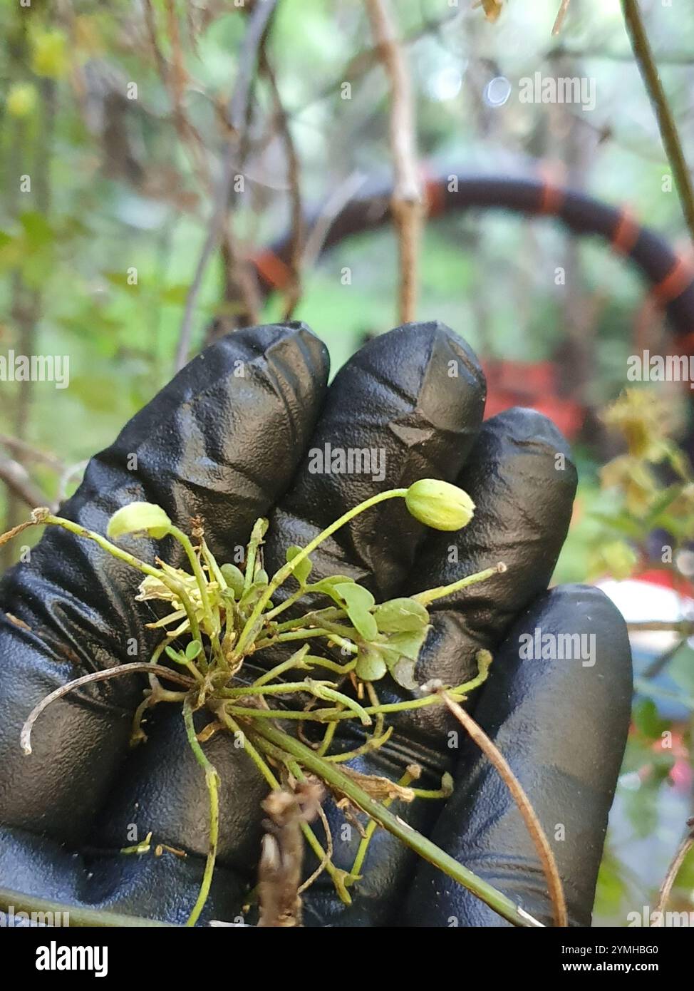 Forster's Clematis (Clematis forsteri Stock Photo - Alamy